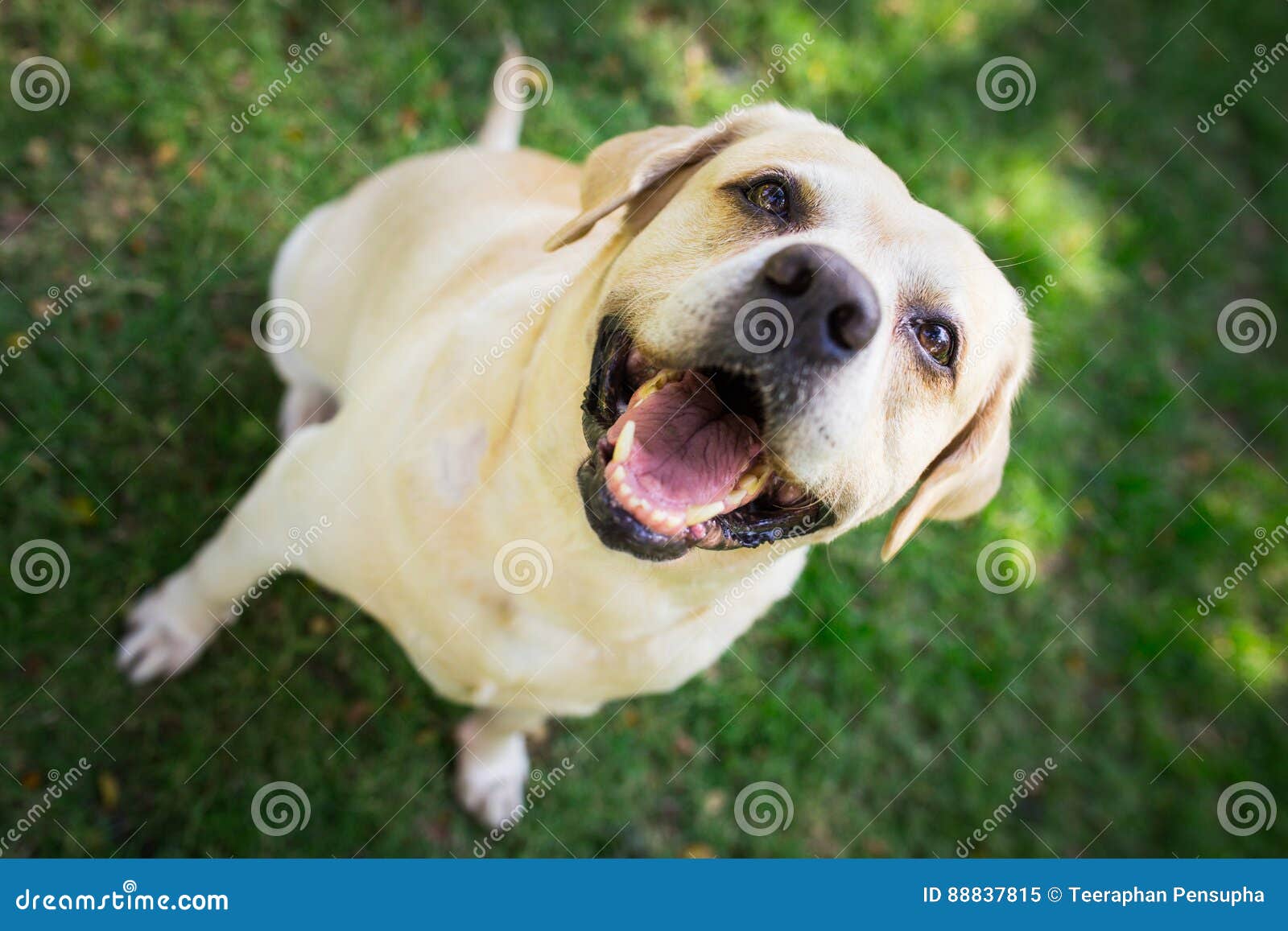 Labrador Retriever Smile in the Morning Stock Image - Image of happy ...