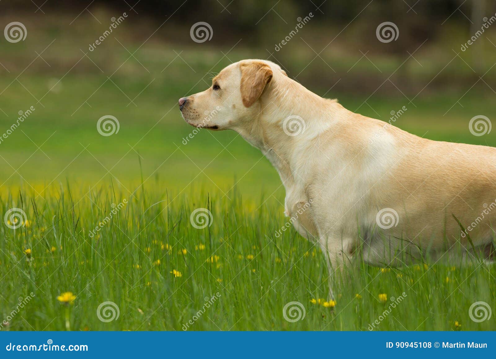 Labrador Retriever stock photo. Image of head, beige - 90945108
