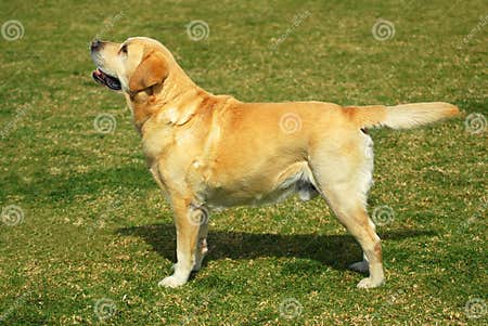 Labrador Retriever Standing Stock Photo - Image of stands, canines: 6311130