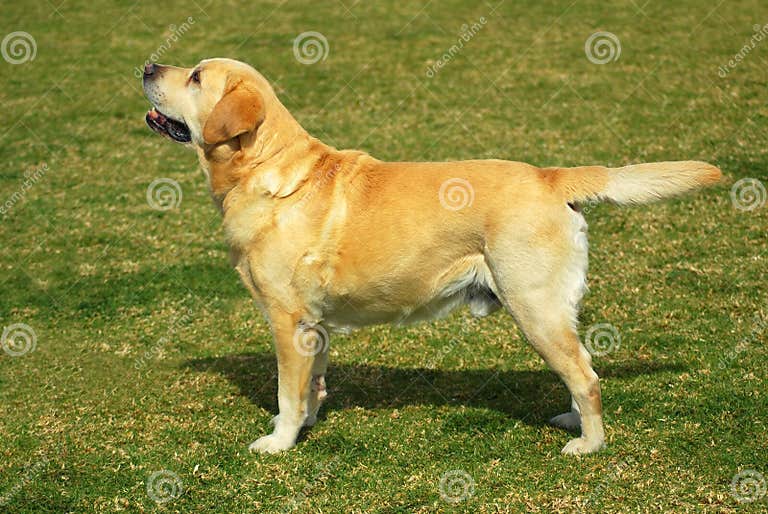 Labrador Retriever Standing Stock Photo - Image of stands, canines: 6311130