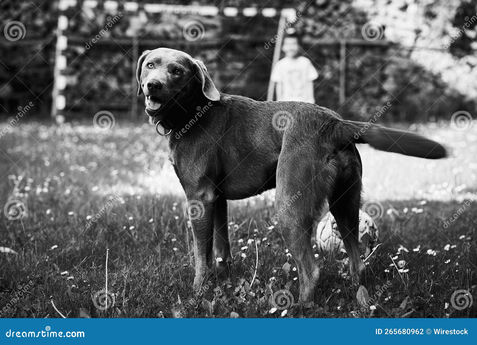 Labrador Retriever Standing on Grassland Stock Photo - Image of mammal ...