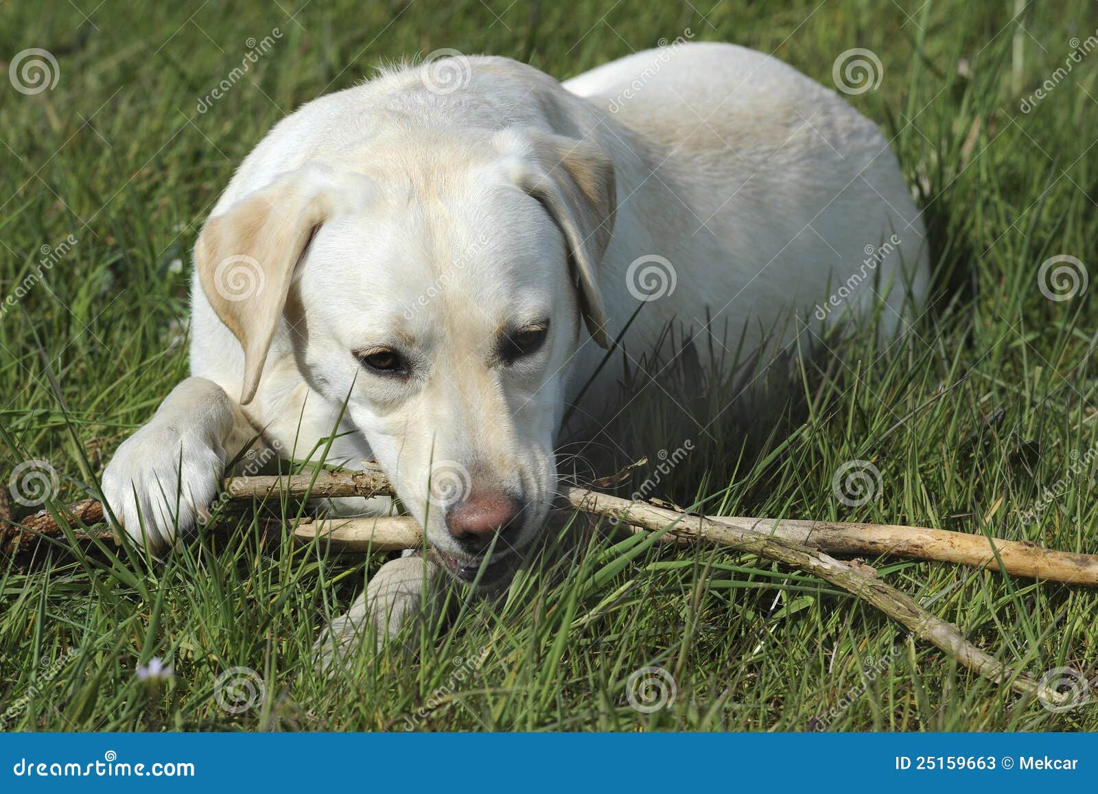 Labrador Retriever with Stick Stock Image - Image of adorable, grass ...