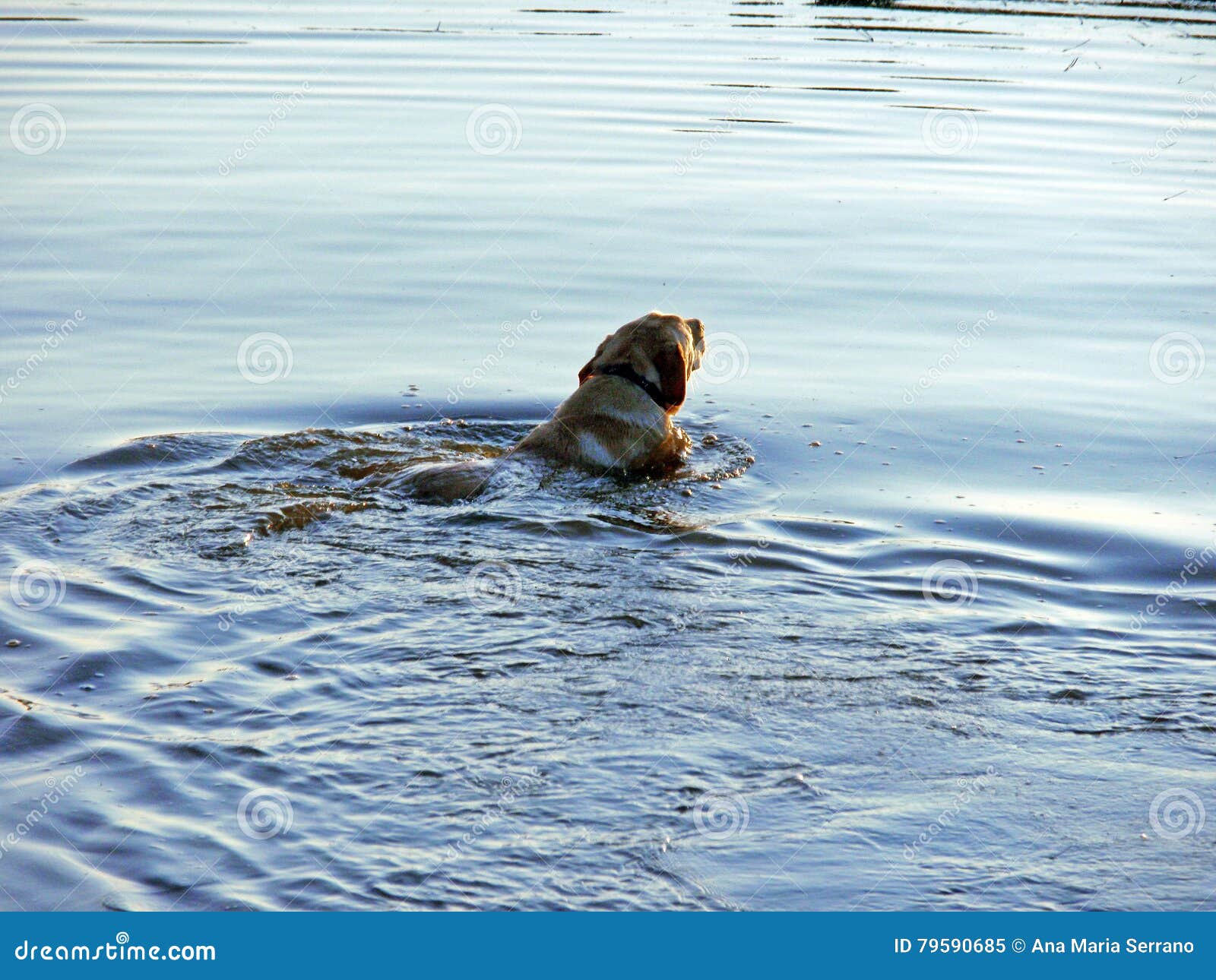 Labrador Retriever Swimming on a Lake Stock Image - Image of friend ...