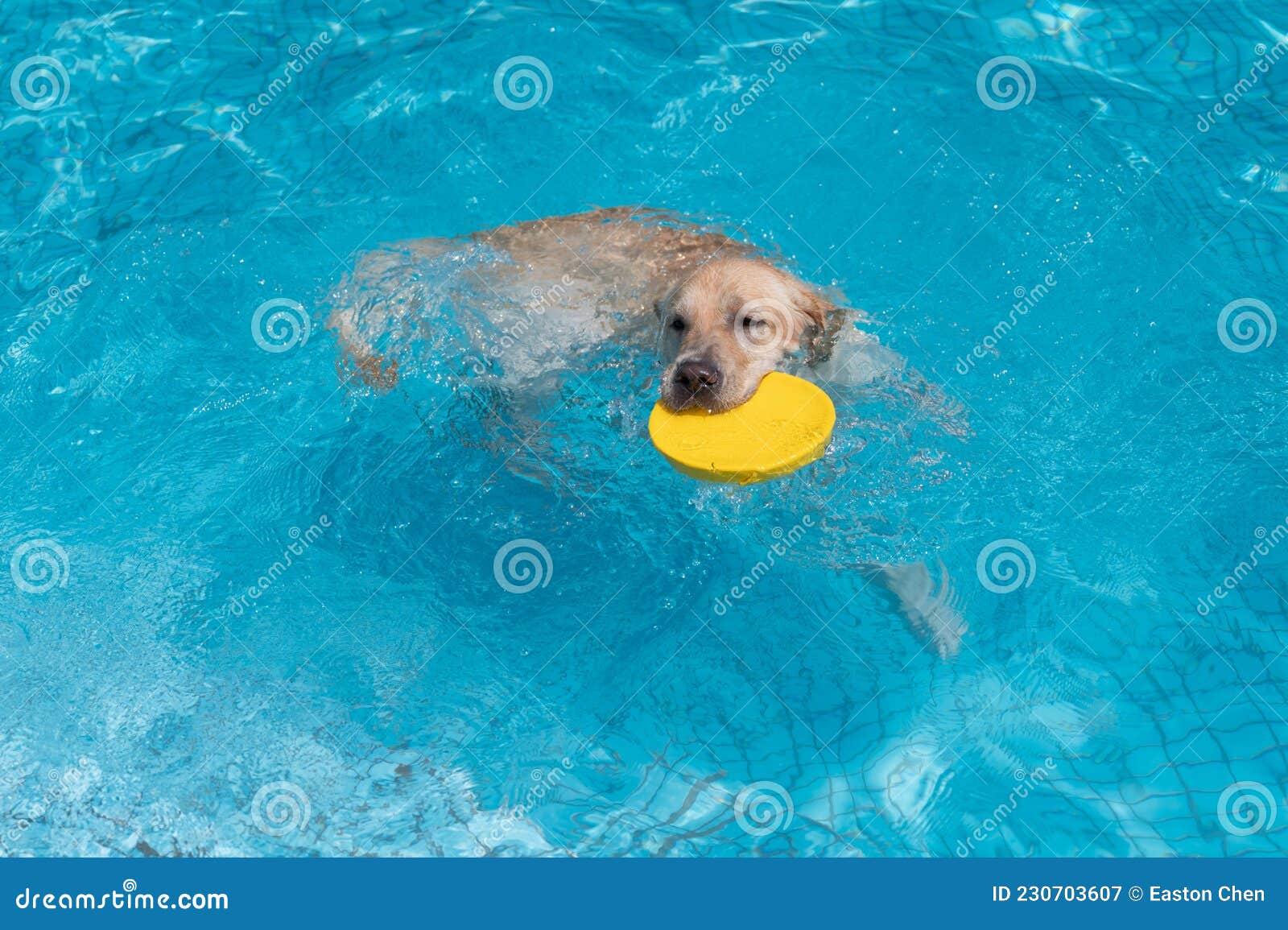 Labrador Retriever Swimming in the Pool Stock Image - Image of ...
