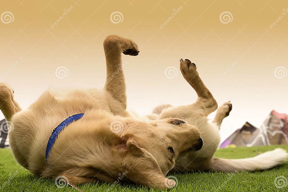 Labrador Retriever stock photo. Image of leisure, game - 91371604
