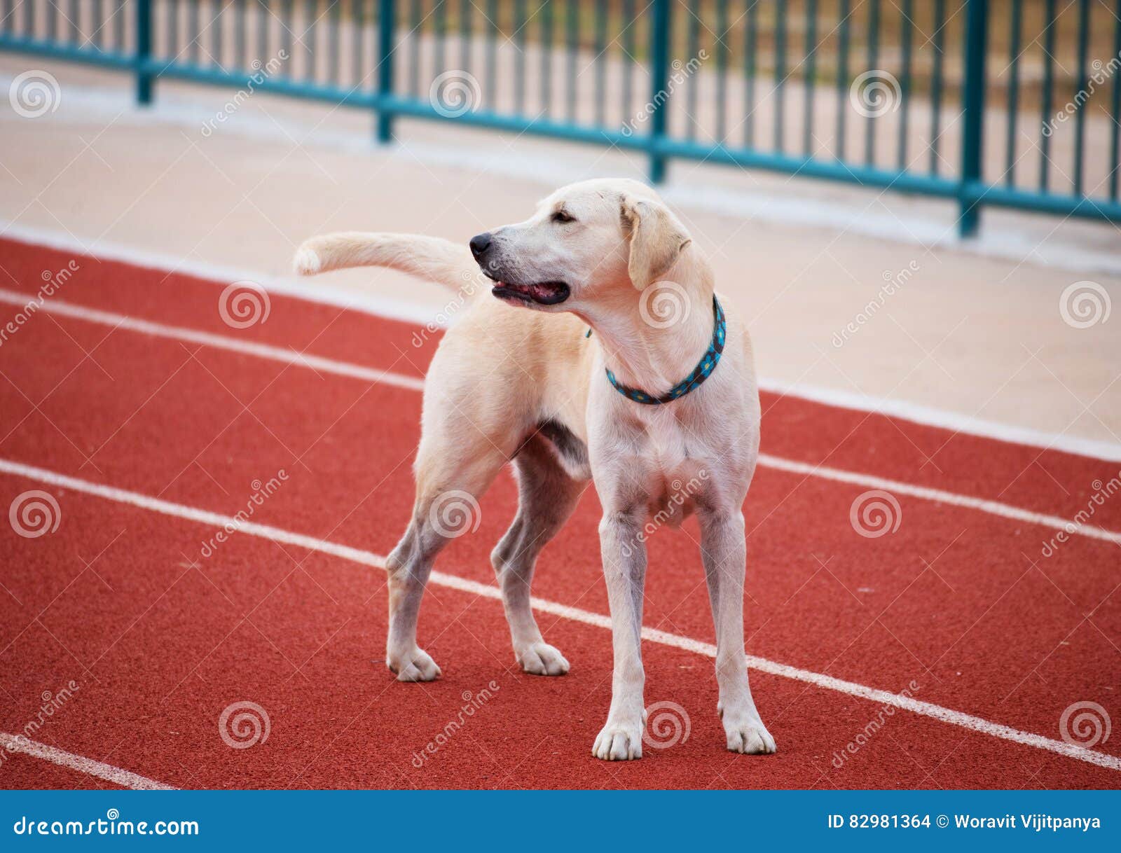 Labrador Retriever on Track Running Stock Photo - Image of cheerful ...