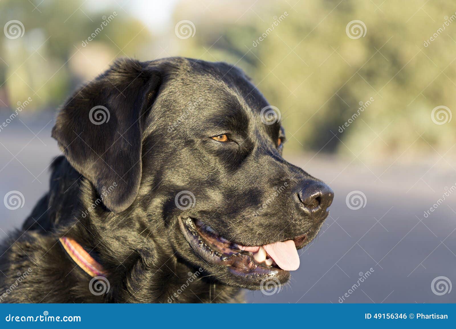 Labrador retriever stock photo. Image of head, labrador - 49156346