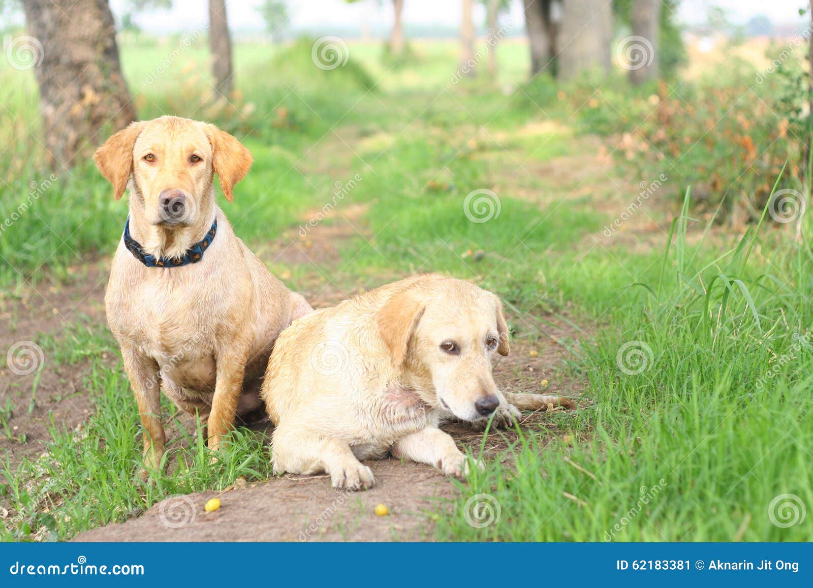 Labrador retriever stock image. Image of labrador, farm - 62183381