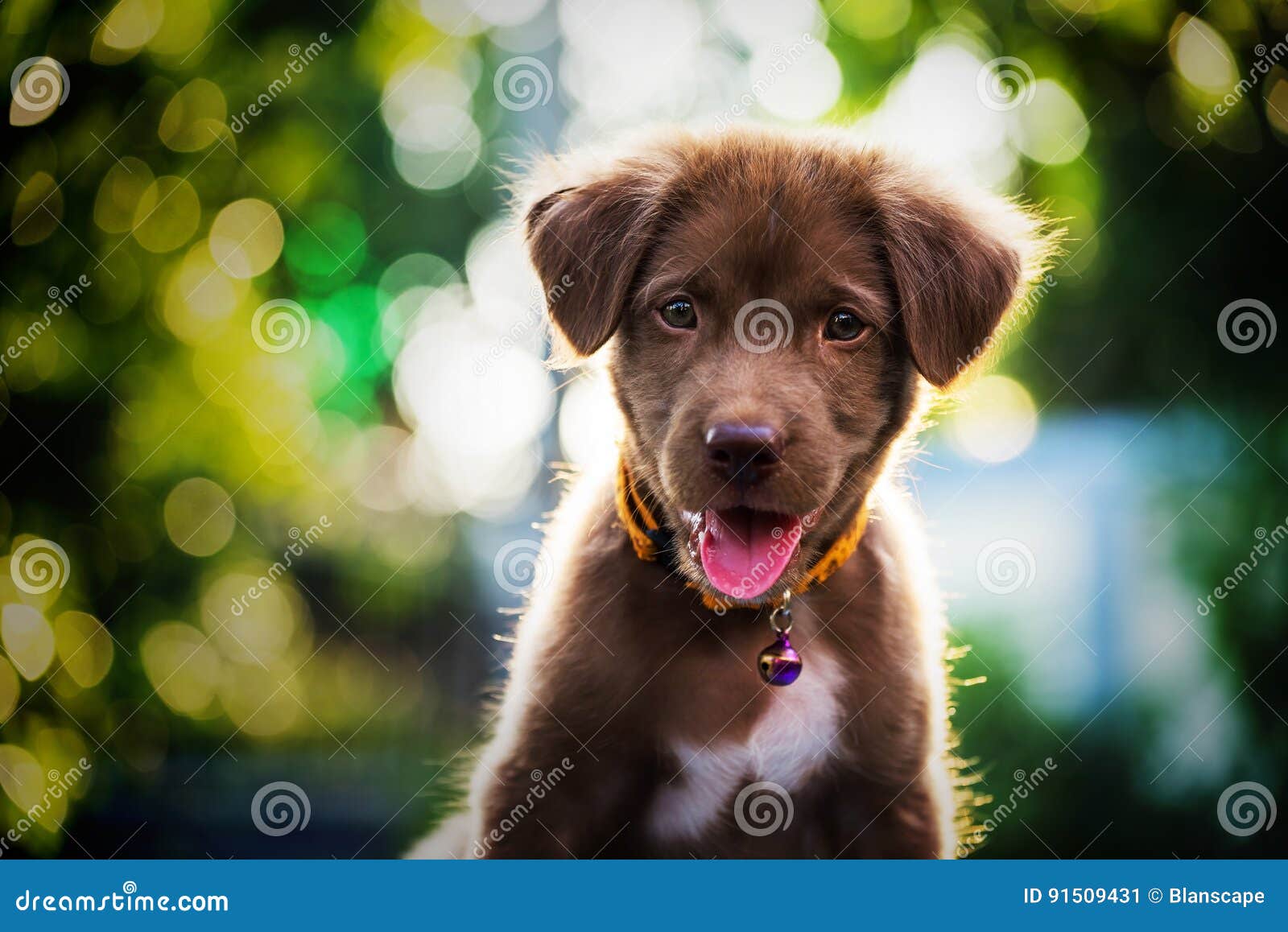 Labrador Retriever Valp Med Bokeh Fotografering för Bildbyråer - Bild ...