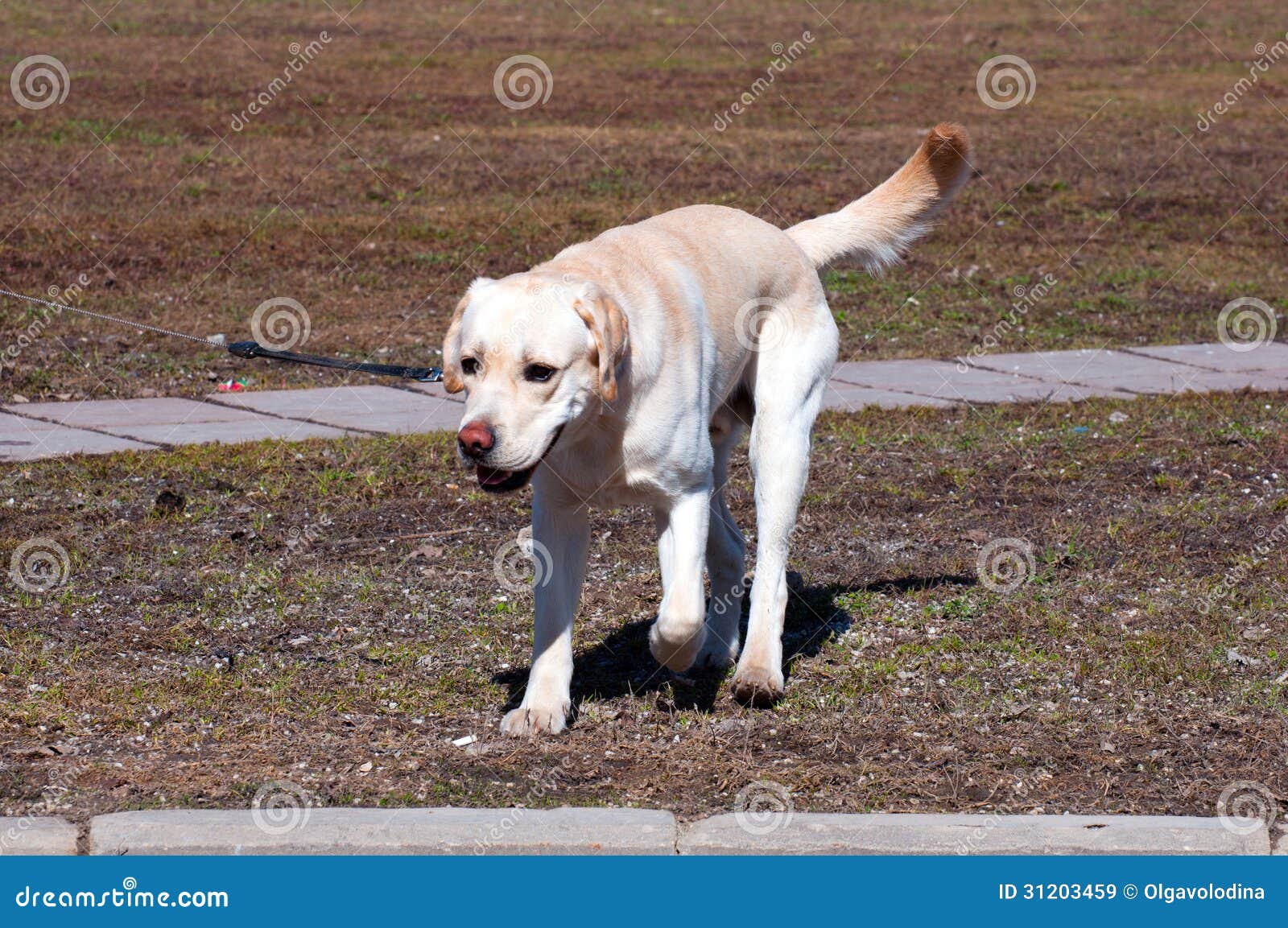 Labrador Retriever for Walk Stock Image - Image of retriever, home ...