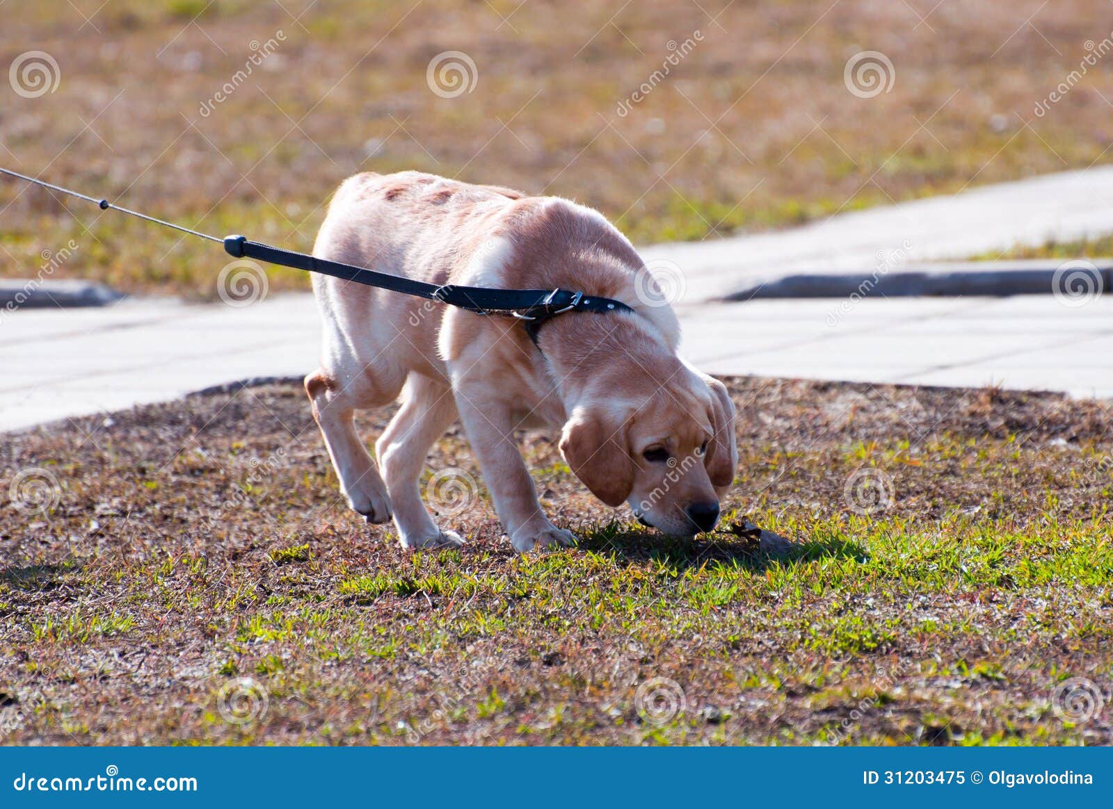 Labrador Retriever for Walk Stock Image - Image of walk, grass: 31203475
