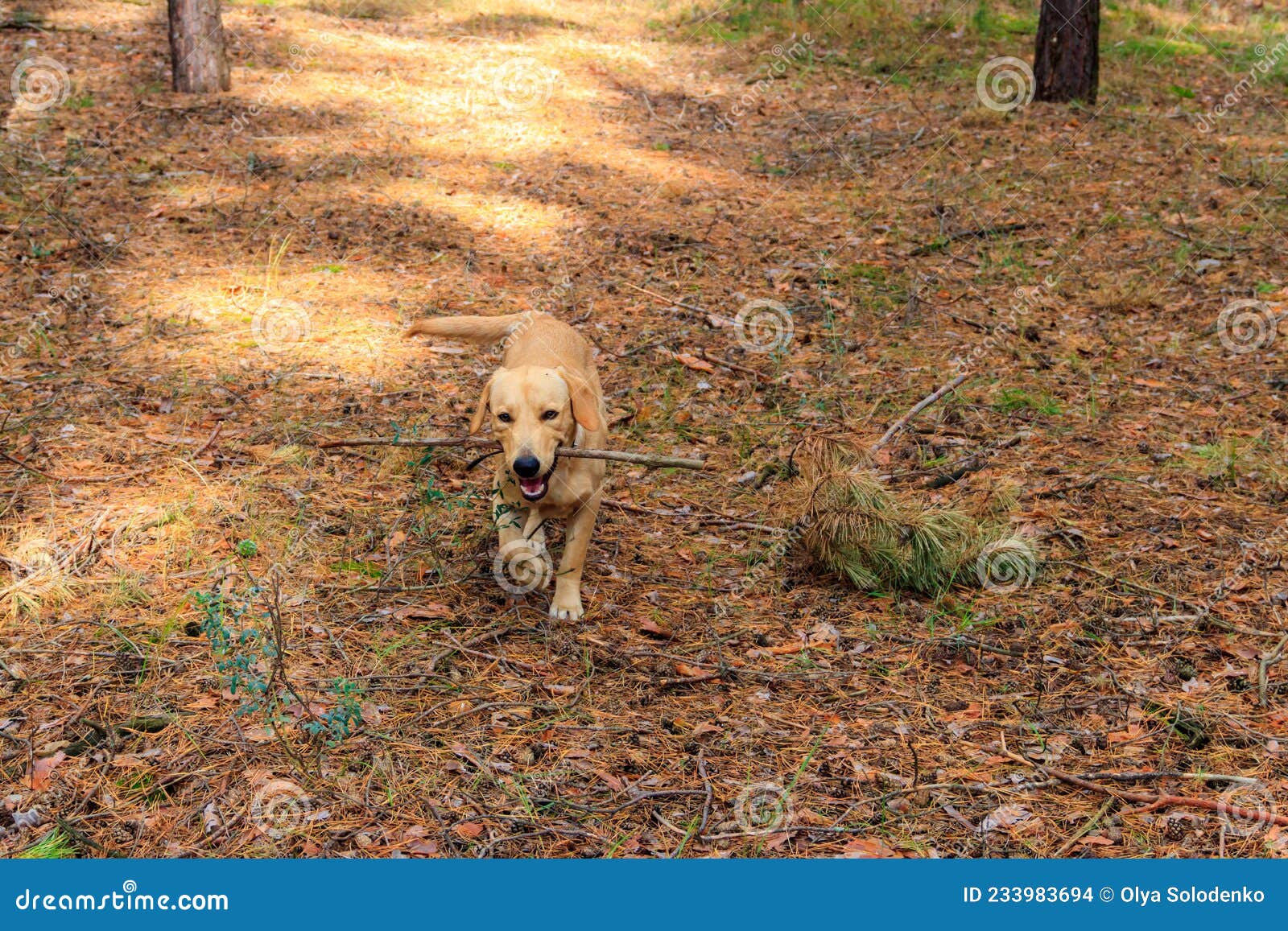 Labrador Retriever Walking in Pine Forest at Autumn Stock Photo - Image ...