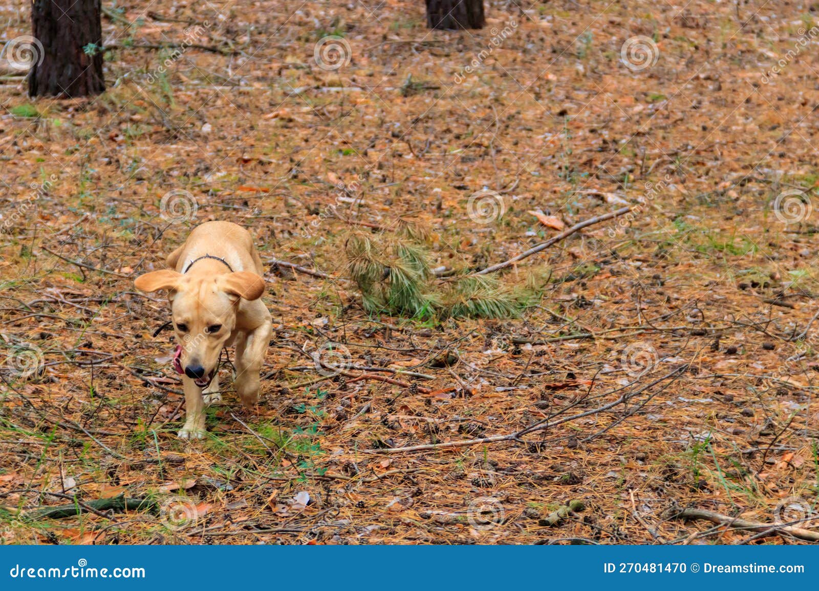 Labrador Retriever Walking in Pine Forest at Autumn Stock Photo - Image ...