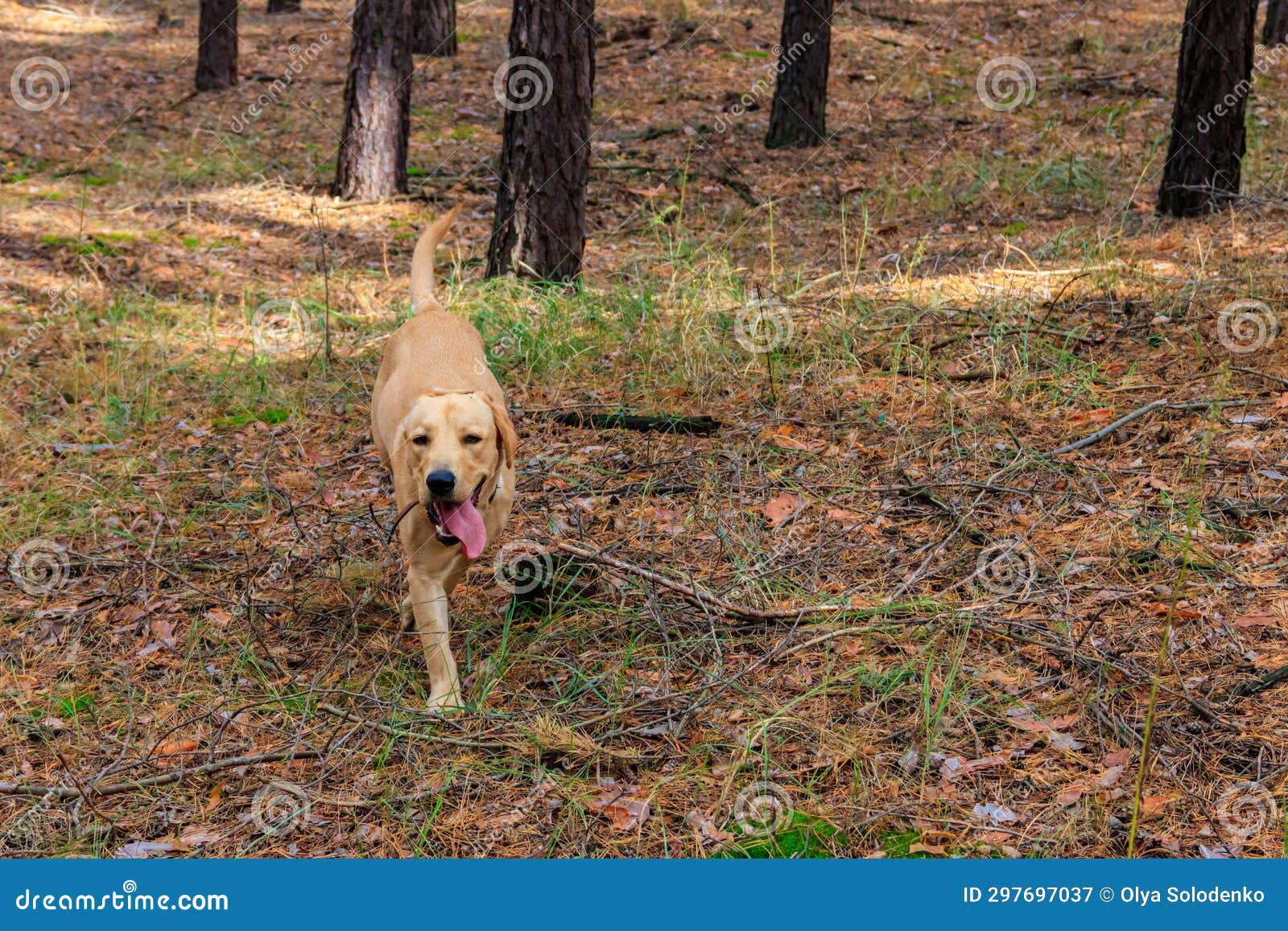 Labrador Retriever Walking in Pine Forest at Autumn Stock Image - Image ...
