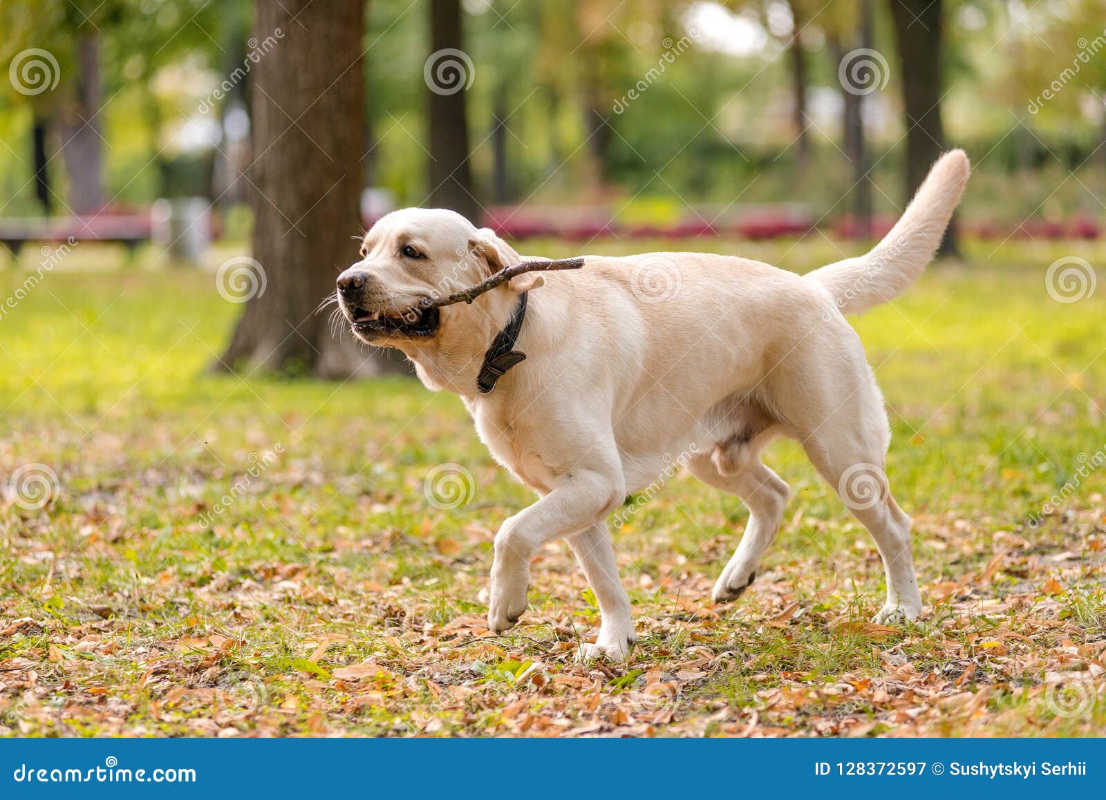 Labrador Retriever Walks in the Park in the Fall. Stock Image - Image ...