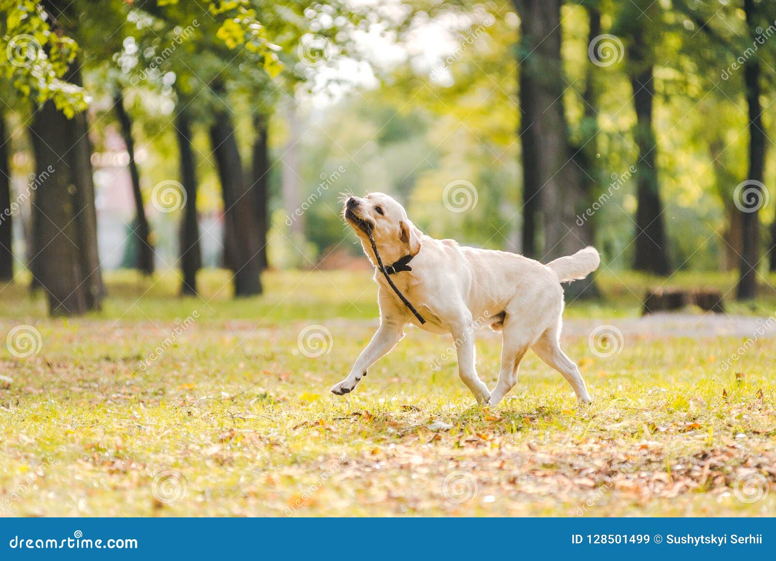 Labrador Retriever Walks in the Park in the Fall. Stock Image - Image ...