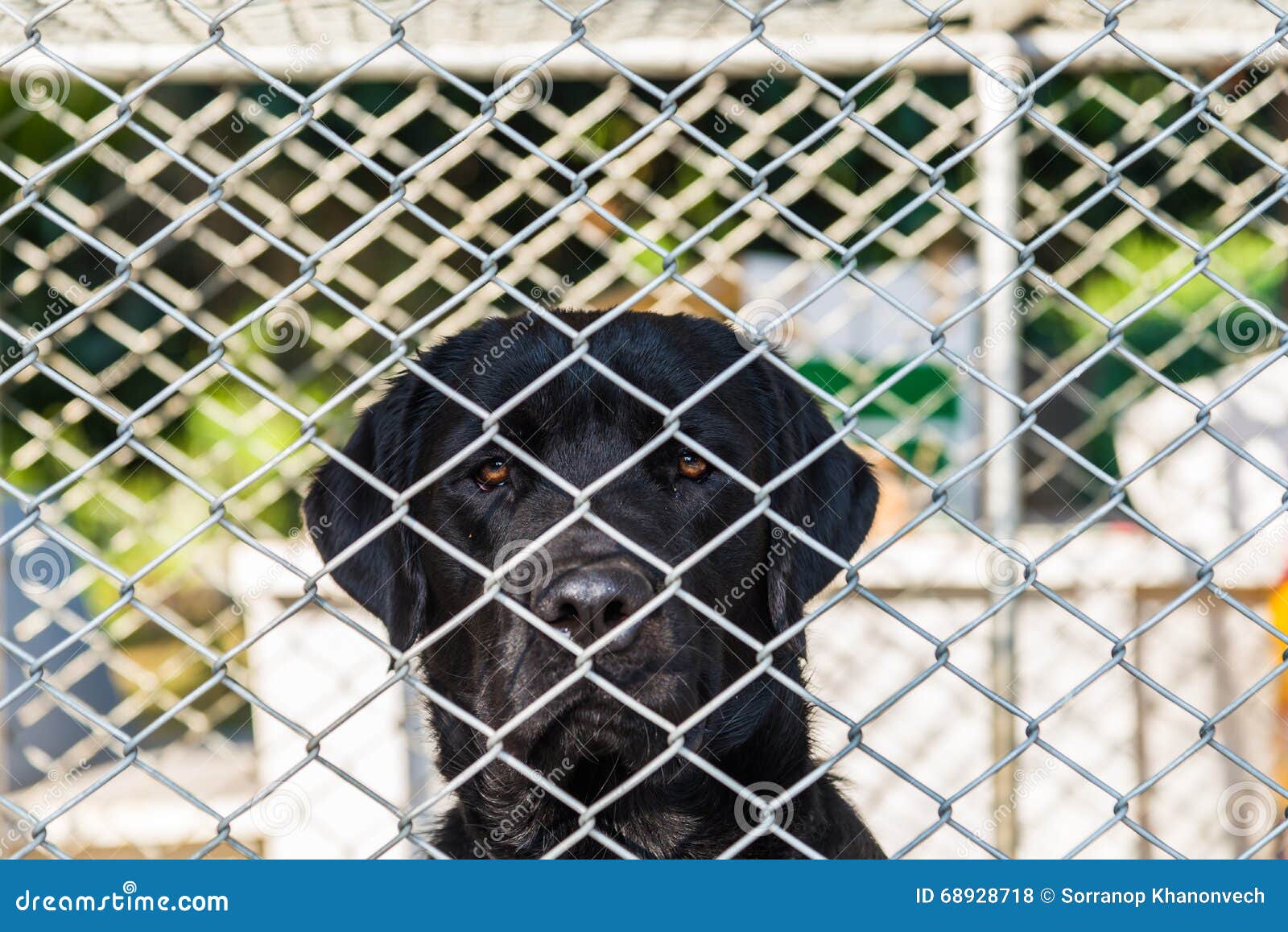 Labrador Retriever Was Locked in a Cage Stock Photo - Image of canine ...