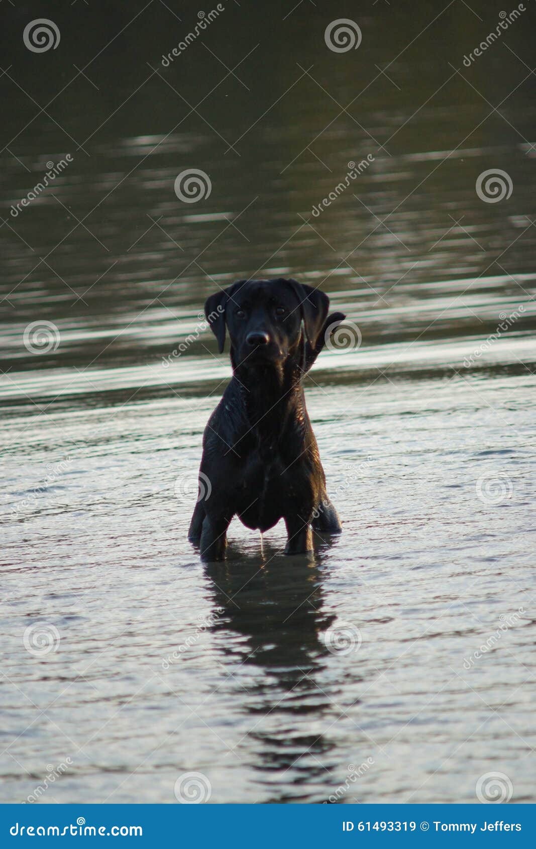 Labrador Retriever in Water Stock Image - Image of retriever, labrador ...