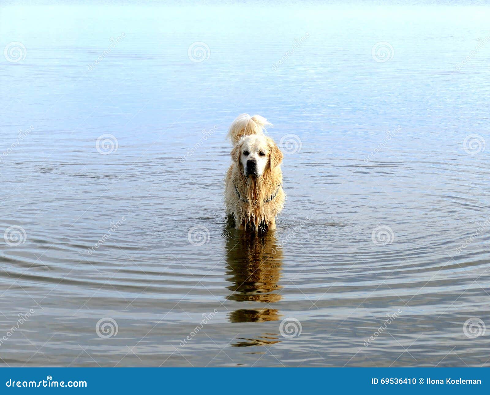 Labrador Retriever in Water Stock Photo - Image of canine, dogs: 69536410