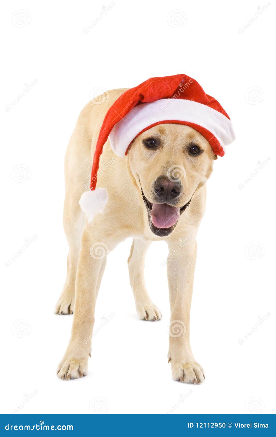 Labrador Retriever Wearing a Santa Hat Stock Photo - Image of knit ...