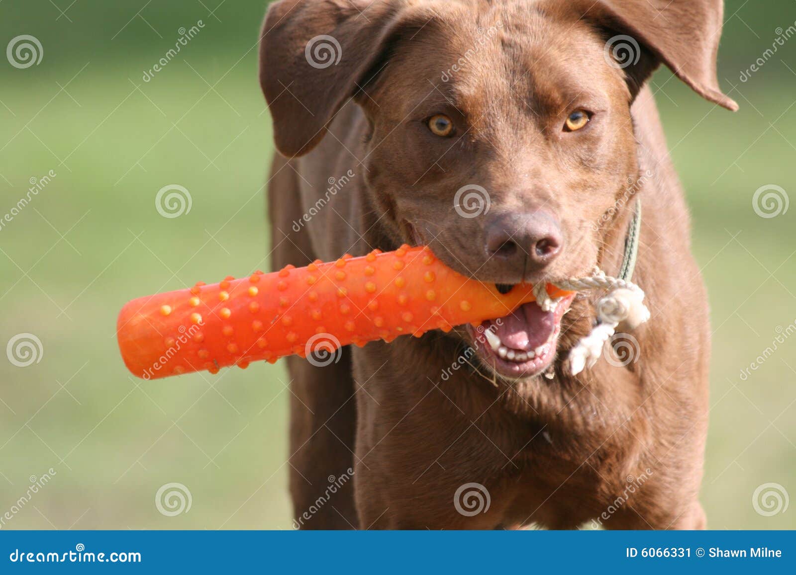 Labrador retriever working stock image. Image of working - 6066331
