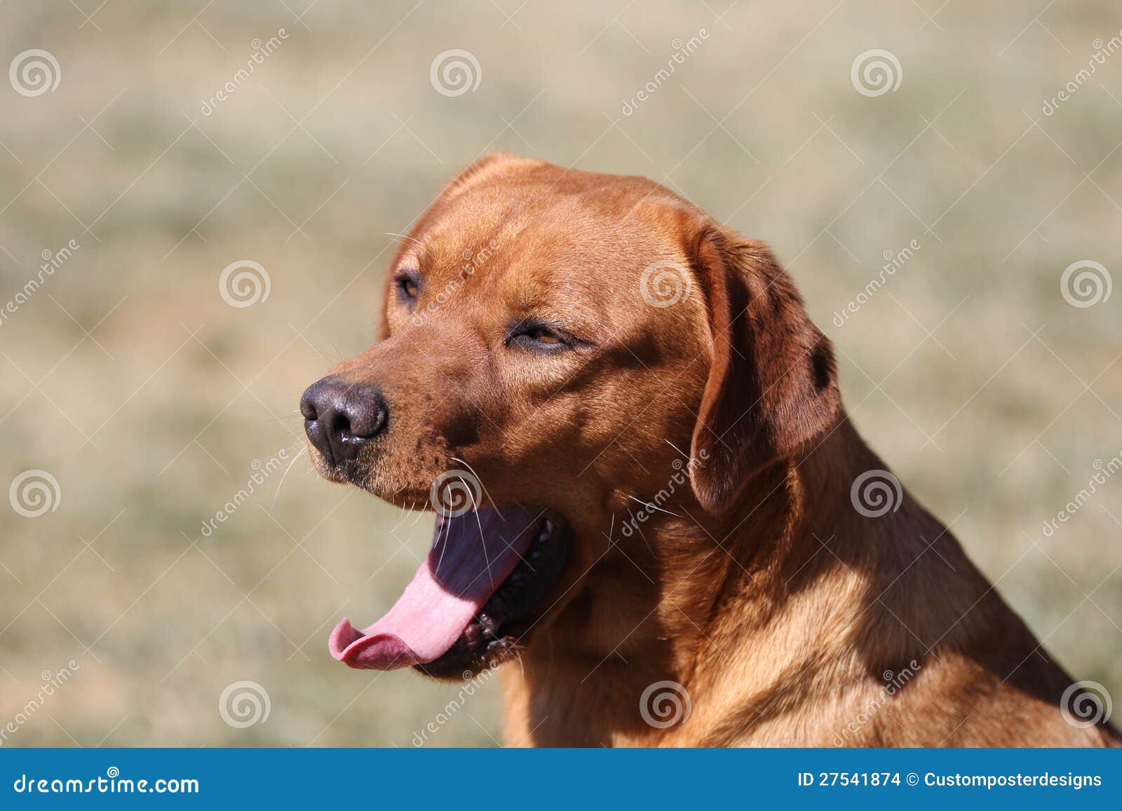 A Labrador Retriever Yawning. Stock Photo - Image of companion, sleepy ...