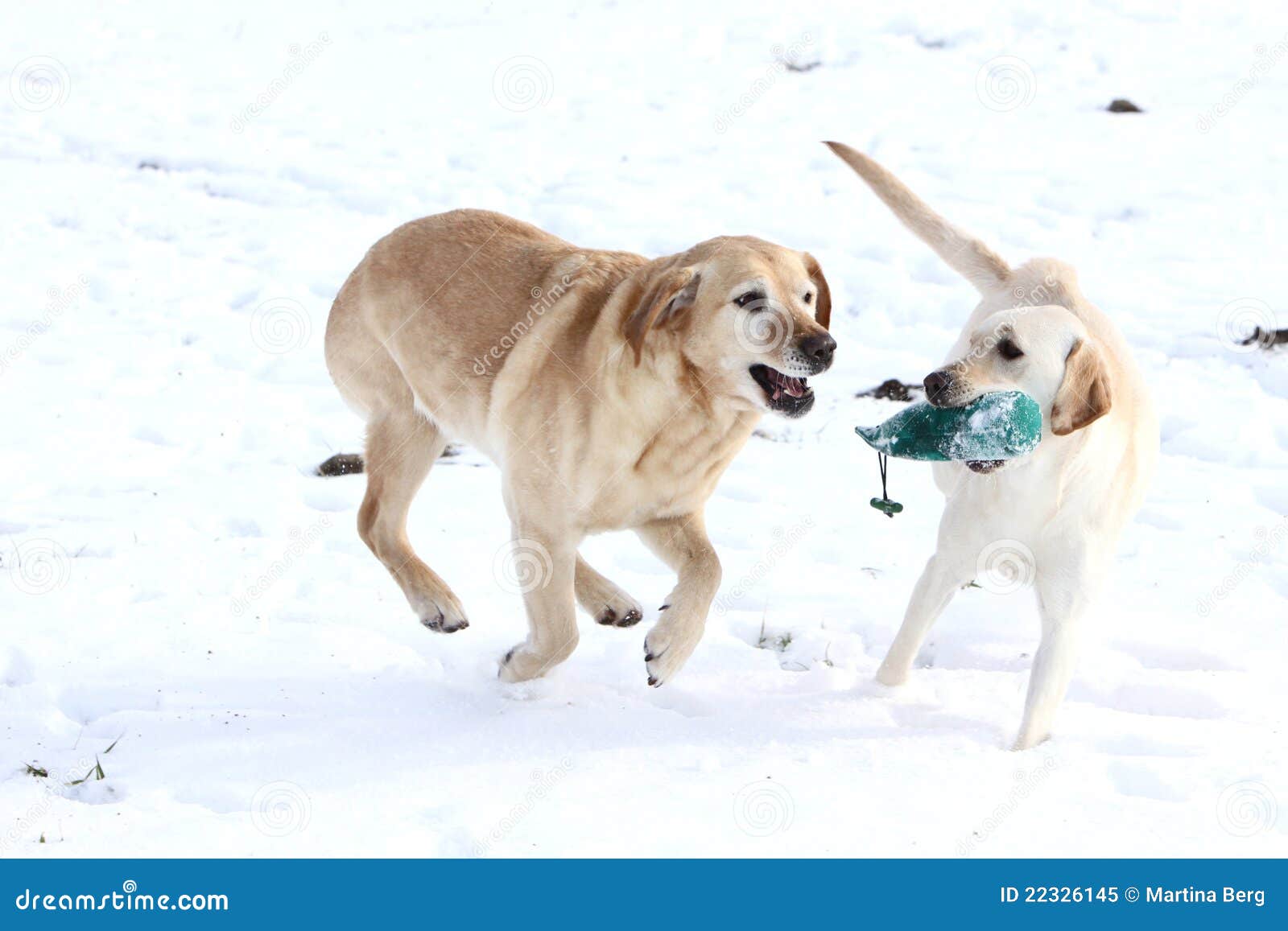 Labrador retrievers stock image. Image of retriever, dummy - 22326145