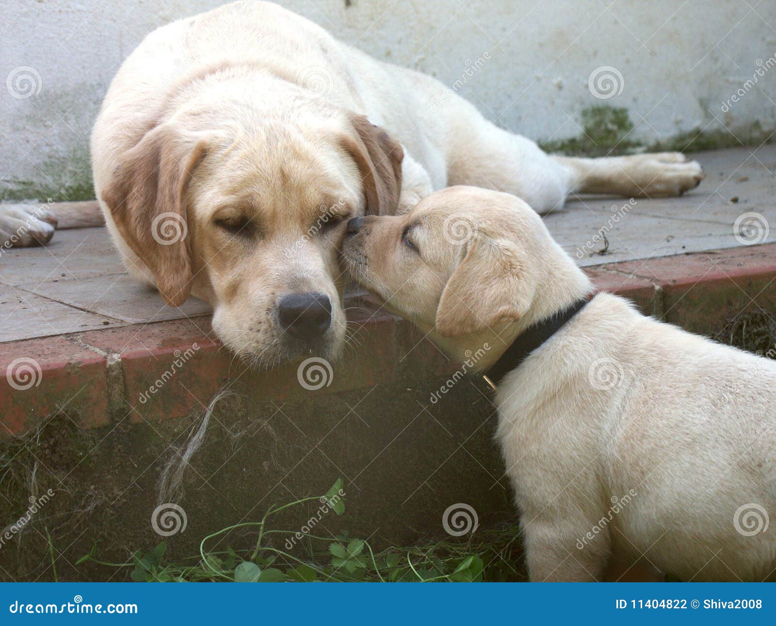 Labrador Retrievers Sniffing Stock Photo - Image of mommy, sweet: 11404822