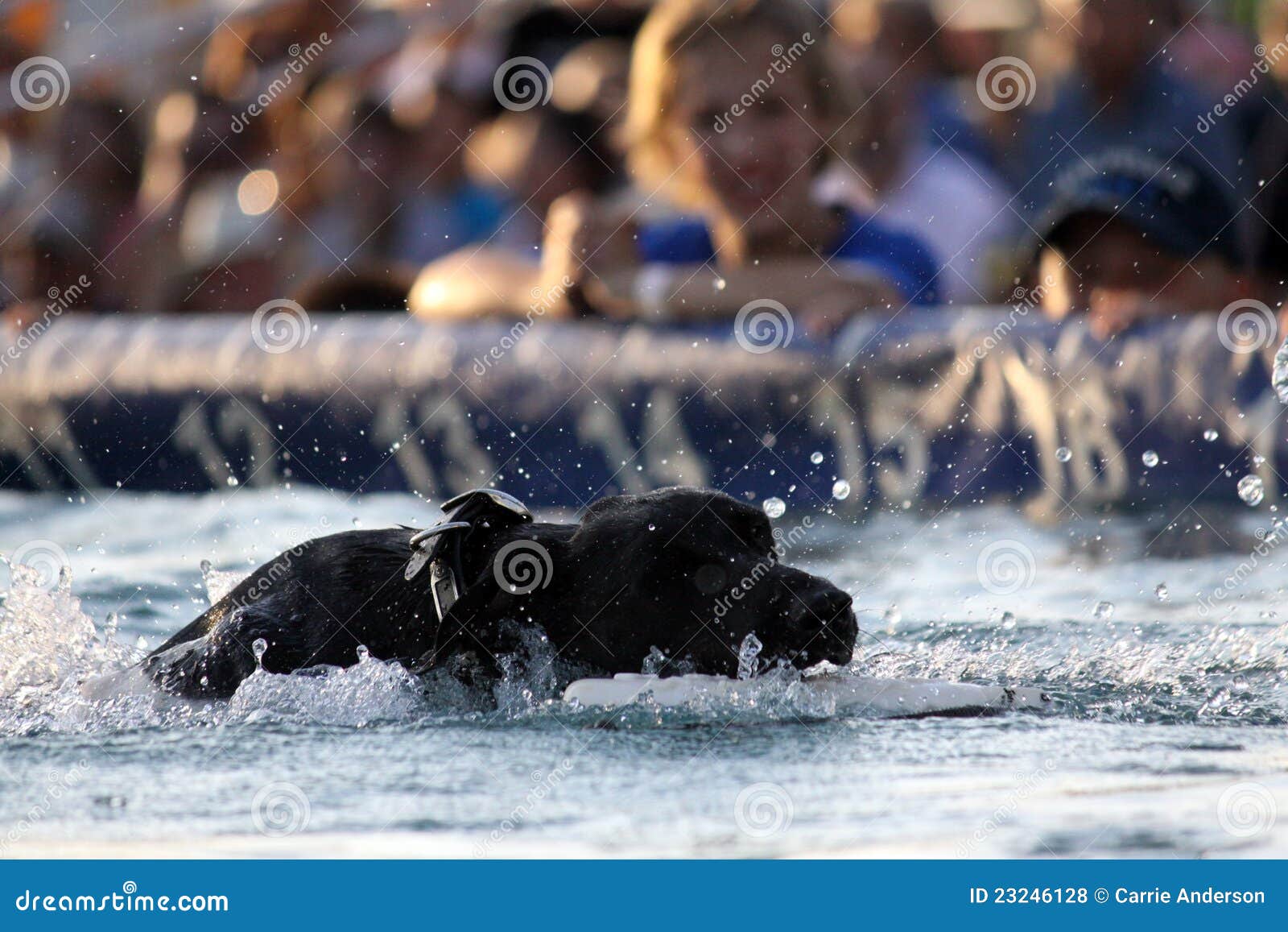 Labrador Retrieving stock photo. Image of dock, labrador - 23246128