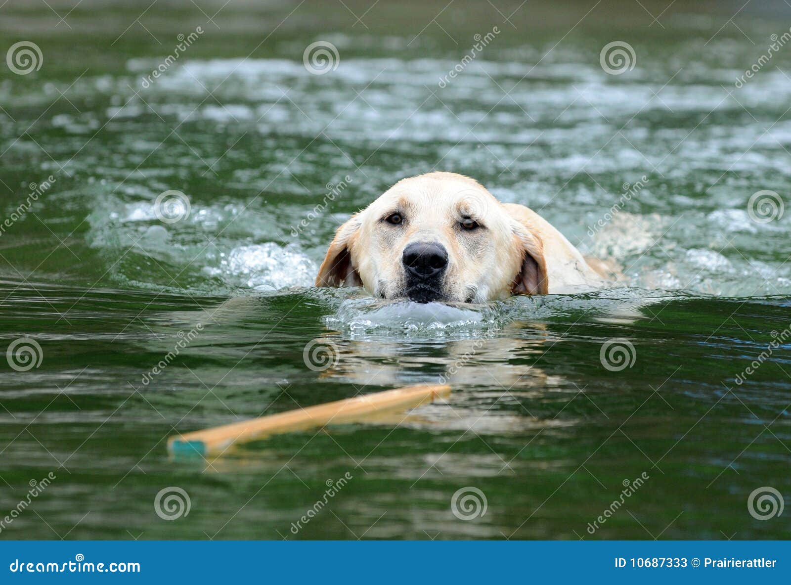 Labrador Retrieving Stick in Water Stock Image - Image of train ...
