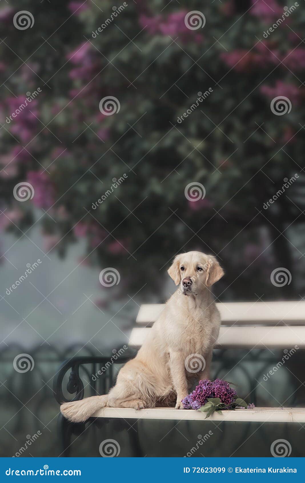 Labrador Retriver Dog Performs the Trick in a Lavender Garden Stock ...