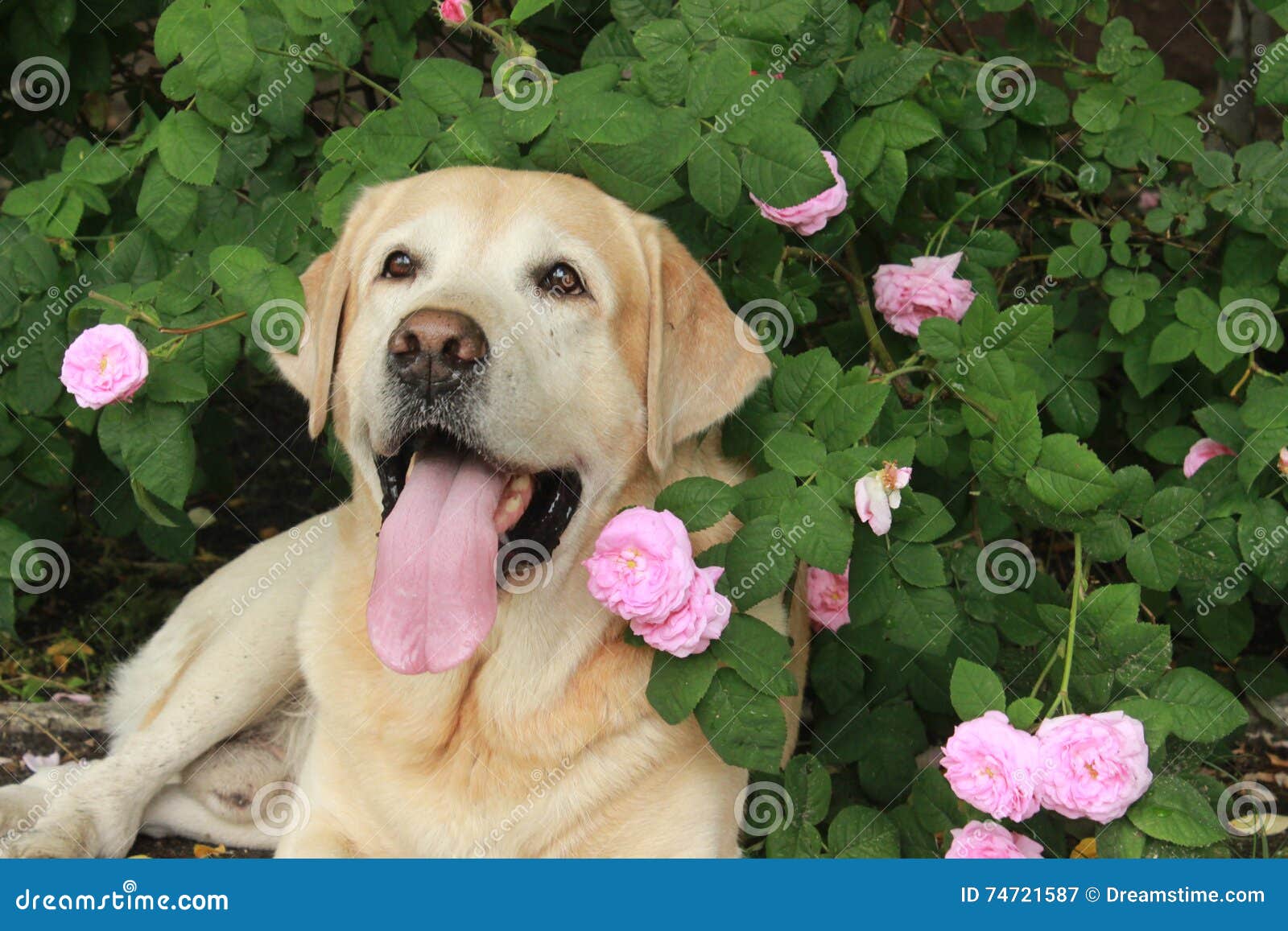 Labrador in roses stock image. Image of cute, male, summer - 74721587