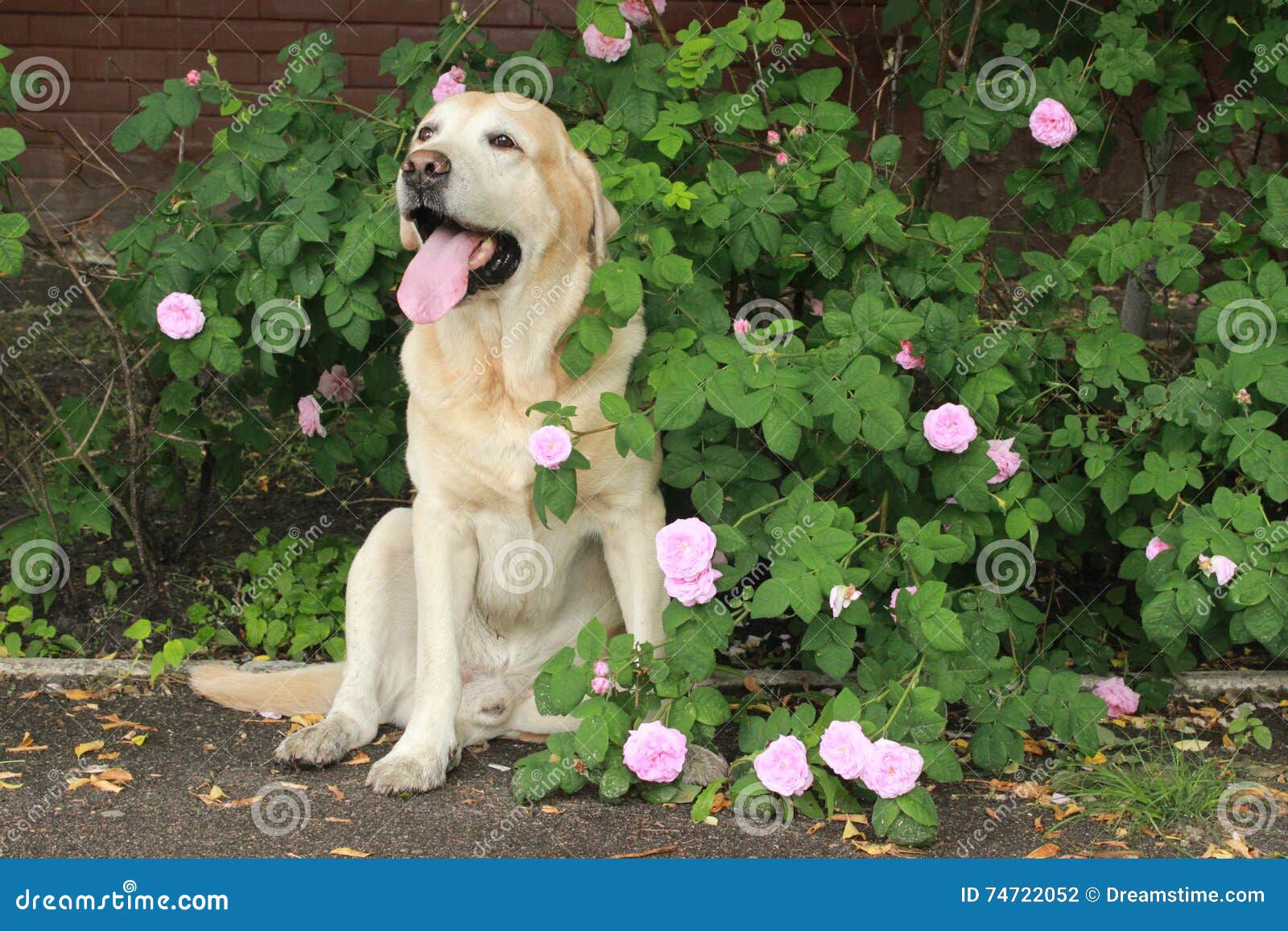 Labrador in roses stock photo. Image of labrador, pale - 74722052