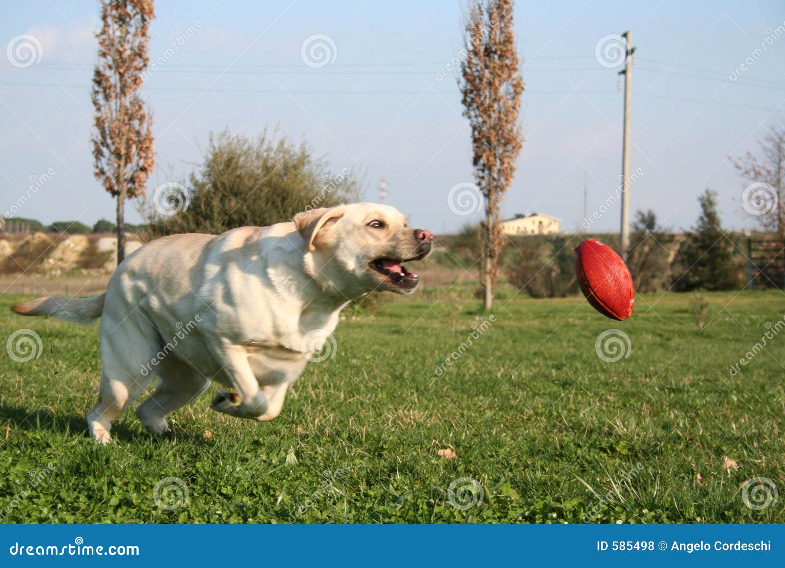 Labrador Running the Ball stock photo. Image of pile, beautiful - 585498
