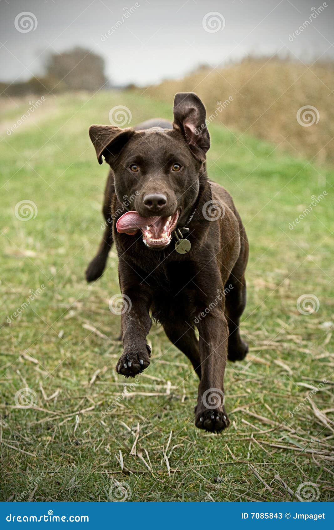 Labrador Running in the Countryside Stock Image - Image of animal, ears ...