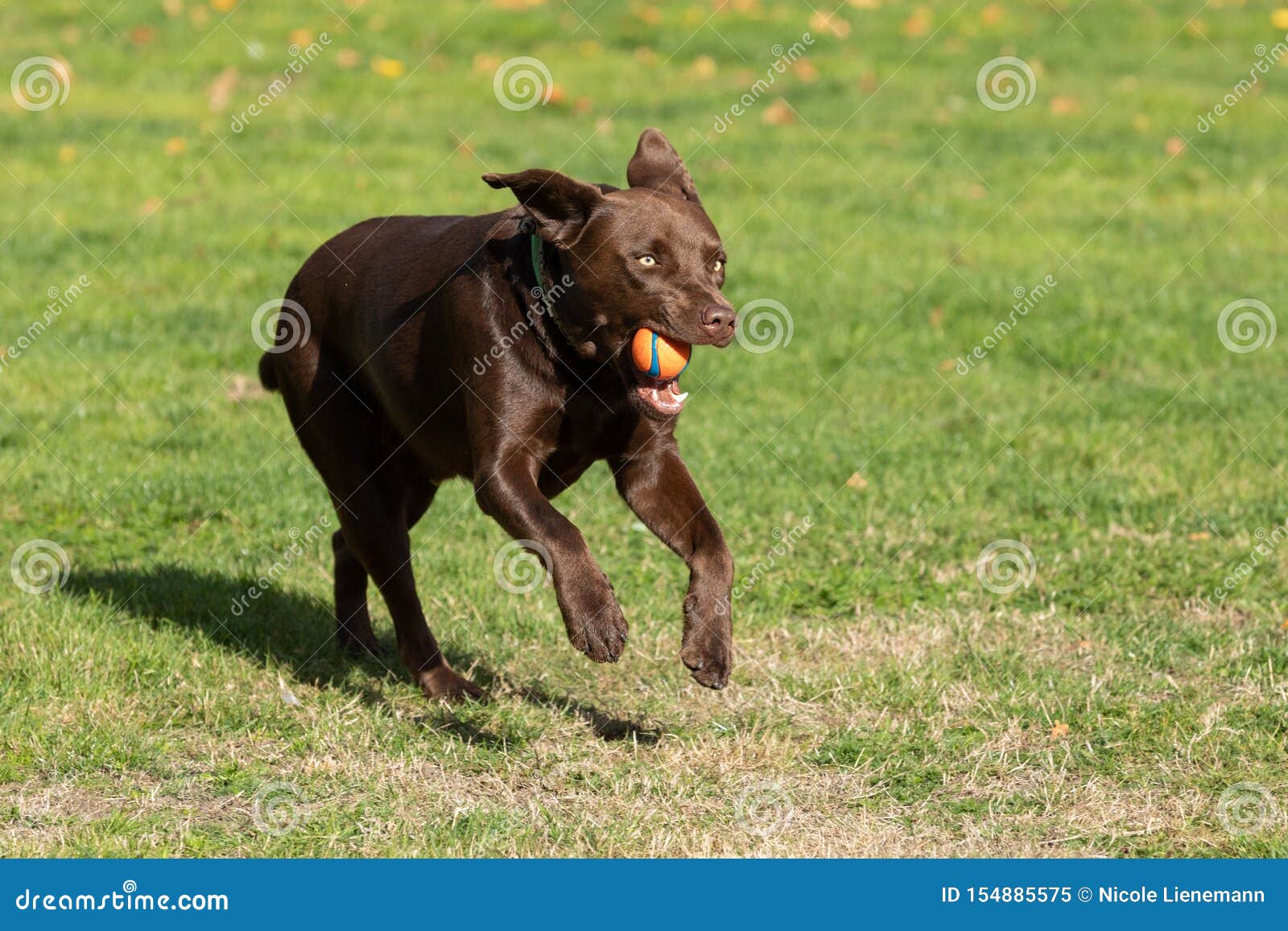 Labrador Running and Jumping Stock Image - Image of dogs, young: 154885575