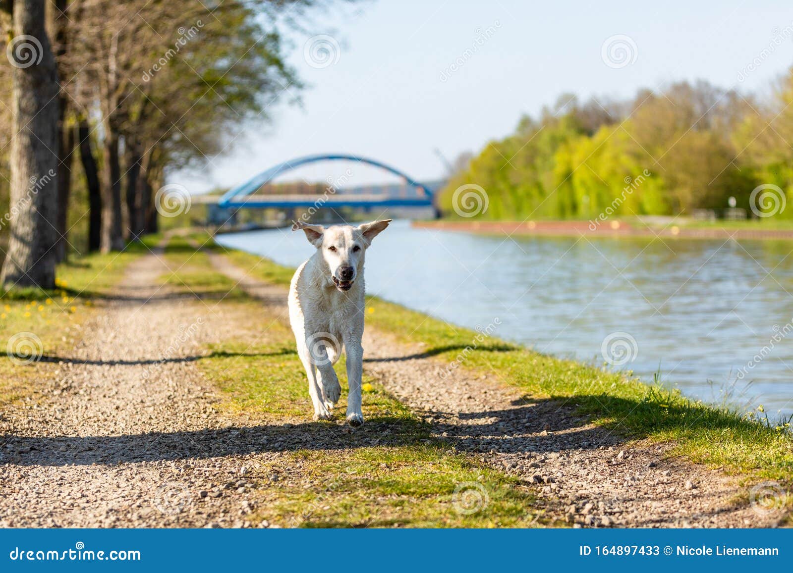 Labrador Runs Fast on a Path Stock Image - Image of bridge, nature ...