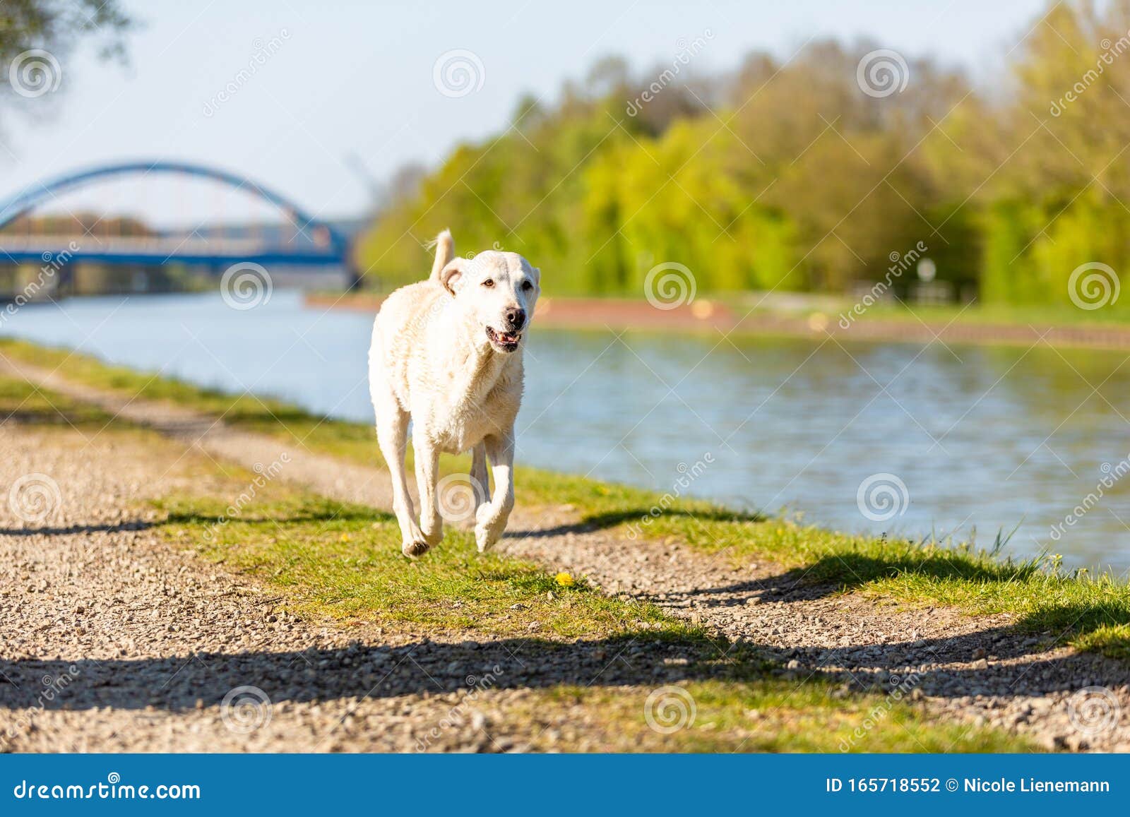 Labrador Runs Fast on a Path Stock Photo - Image of white, canal: 165718552