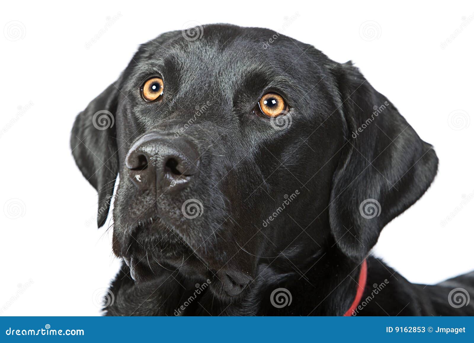 Labrador S Head Against a White Background Stock Image - Image of ...