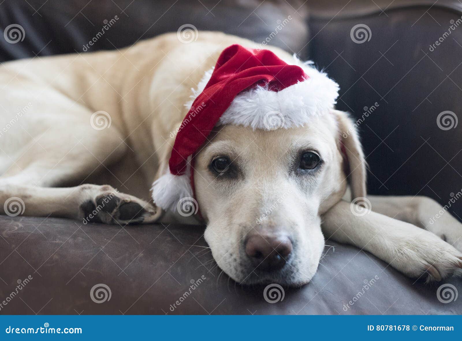 Labrador santa stock photo. Image of season, decoration - 80781678