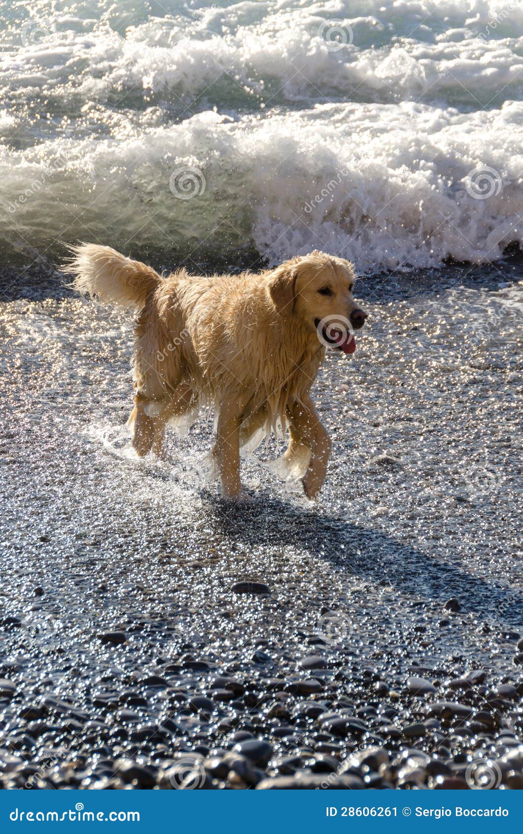 Labrador at sea stock image. Image of water, wave, rocks - 28606261