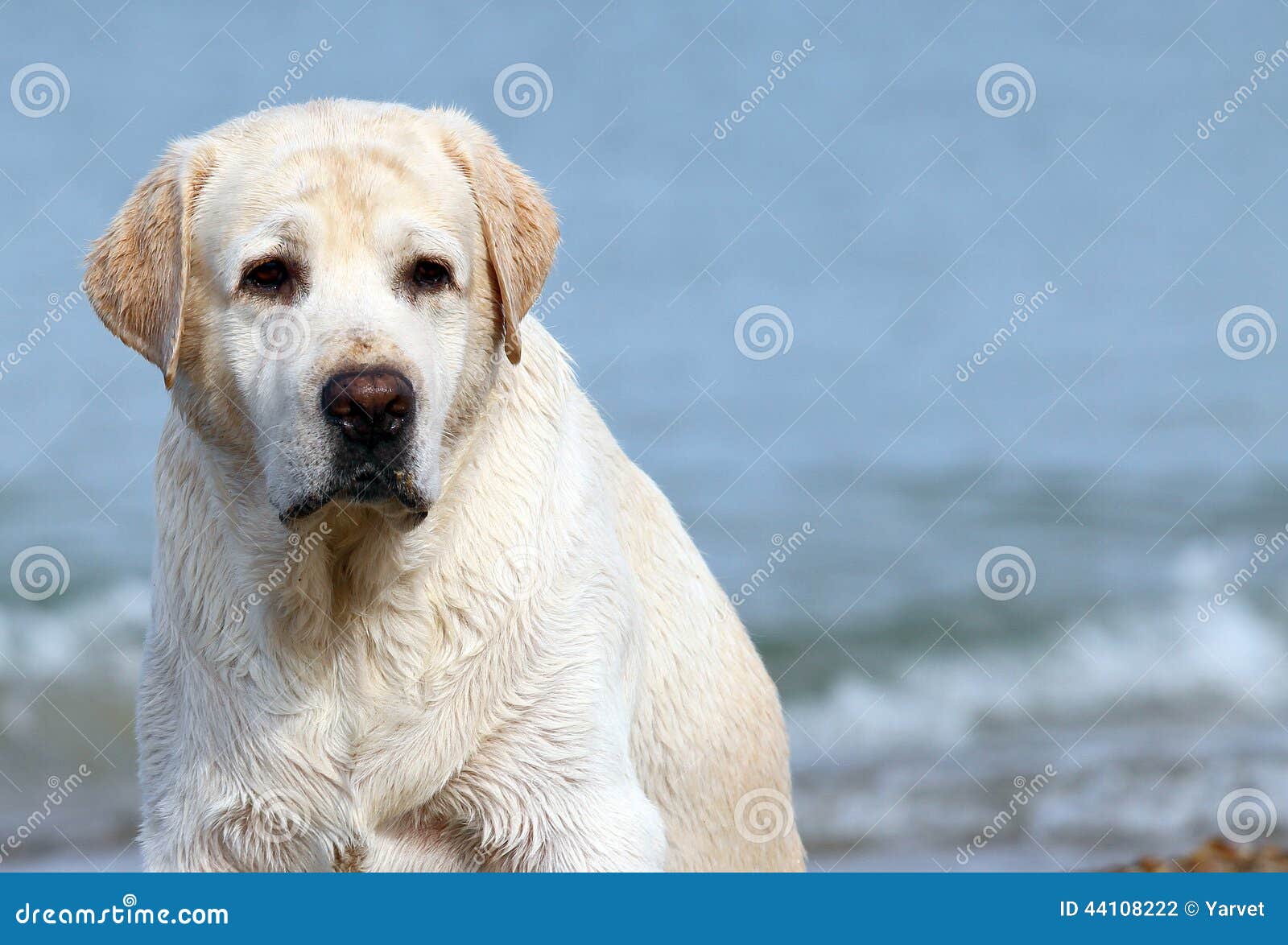 Labrador at the Sea Portrait Stock Photo - Image of adorable, pedigree ...