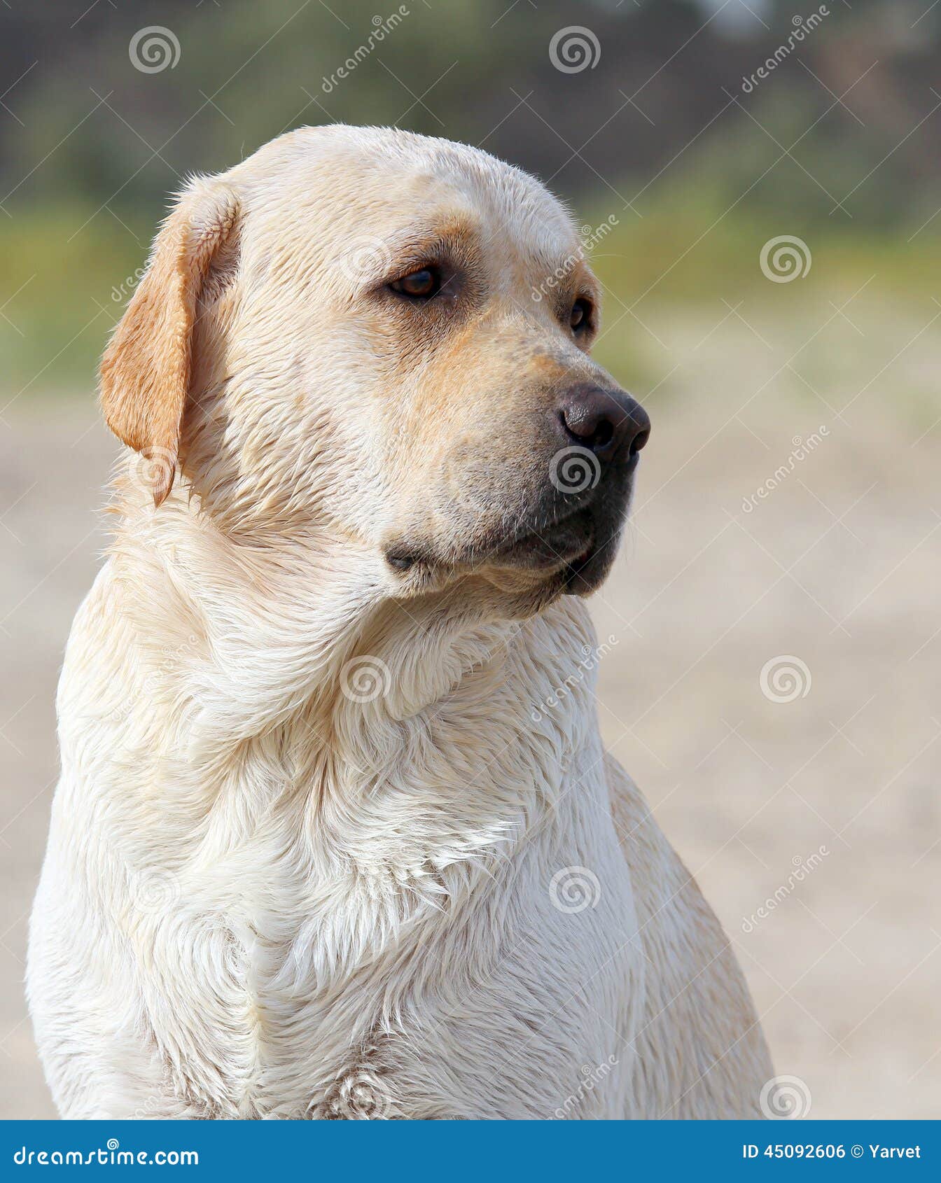 Labrador at the Sea Portrait Stock Photo - Image of golden, breed: 45092606
