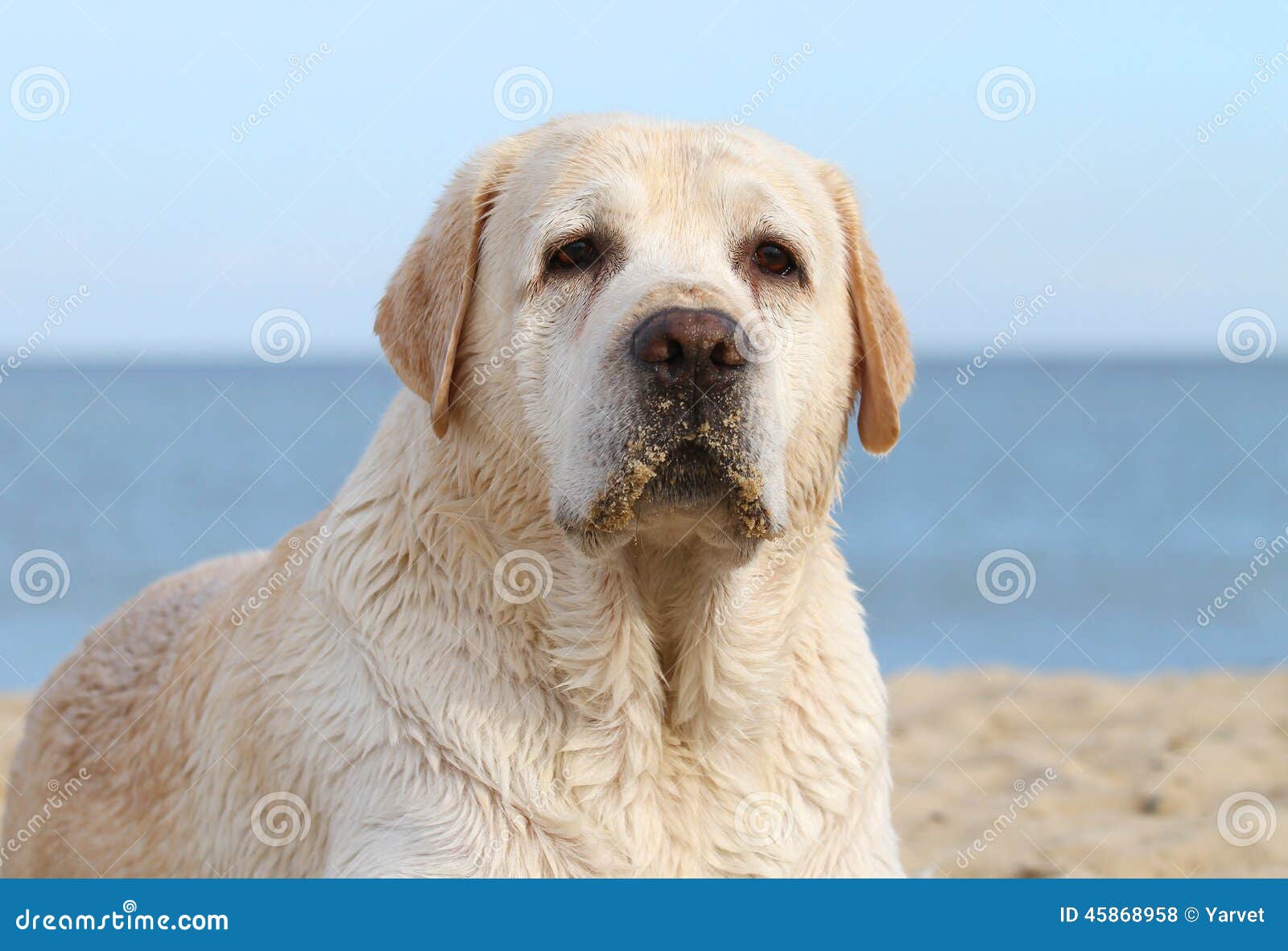 Labrador at the Sea Portrait Stock Photo - Image of waves, sand: 45868958