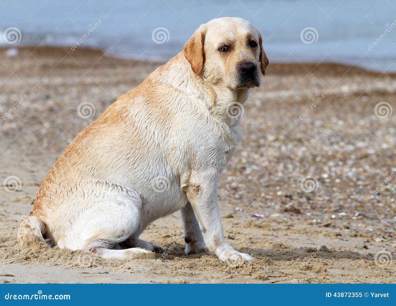 Labrador at the Seal Portrait Stock Image - Image of black, golden ...