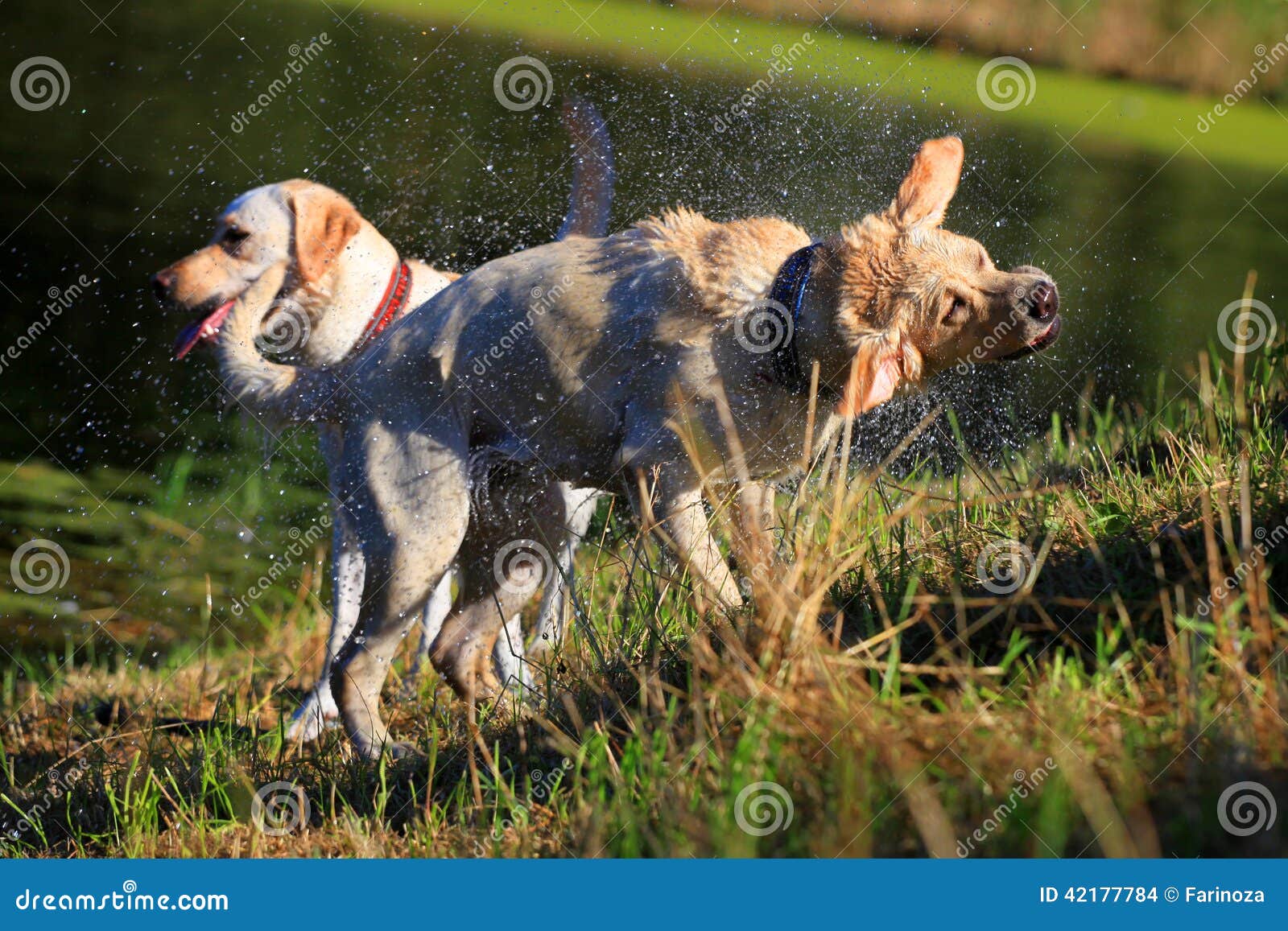 Labrador shaking off stock photo. Image of pure, puppy - 42177784