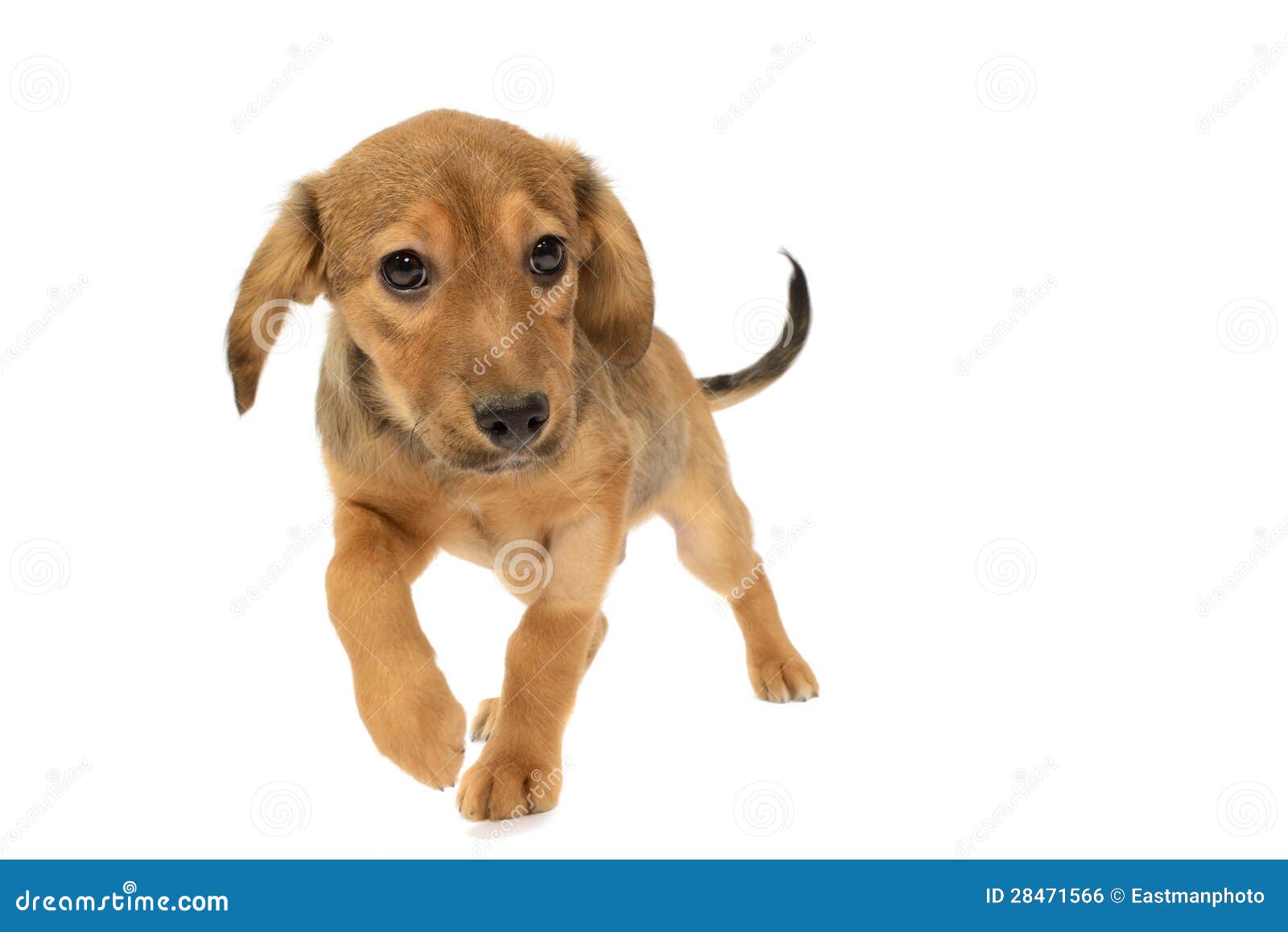 Labrador Shepherd Mix Puppy Stock Photo - Image of smart, inquisitive ...