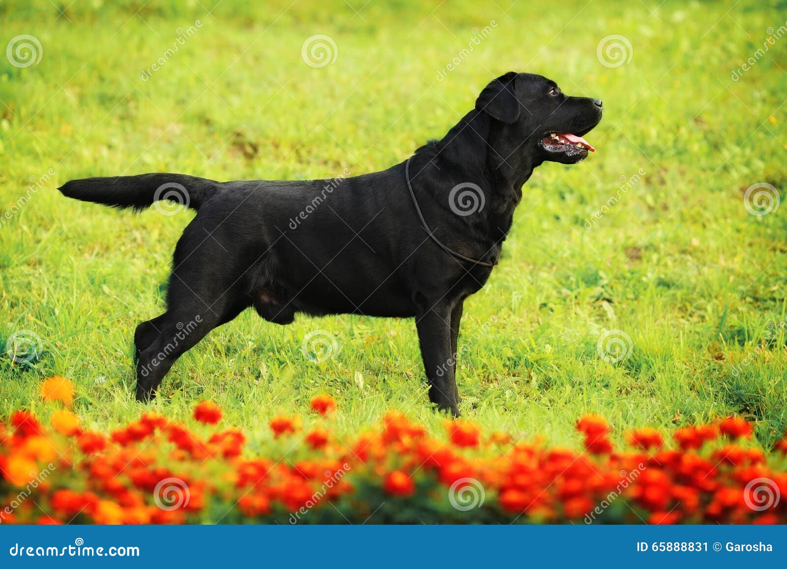 Labrador side view stock image. Image of black, breed - 65888831