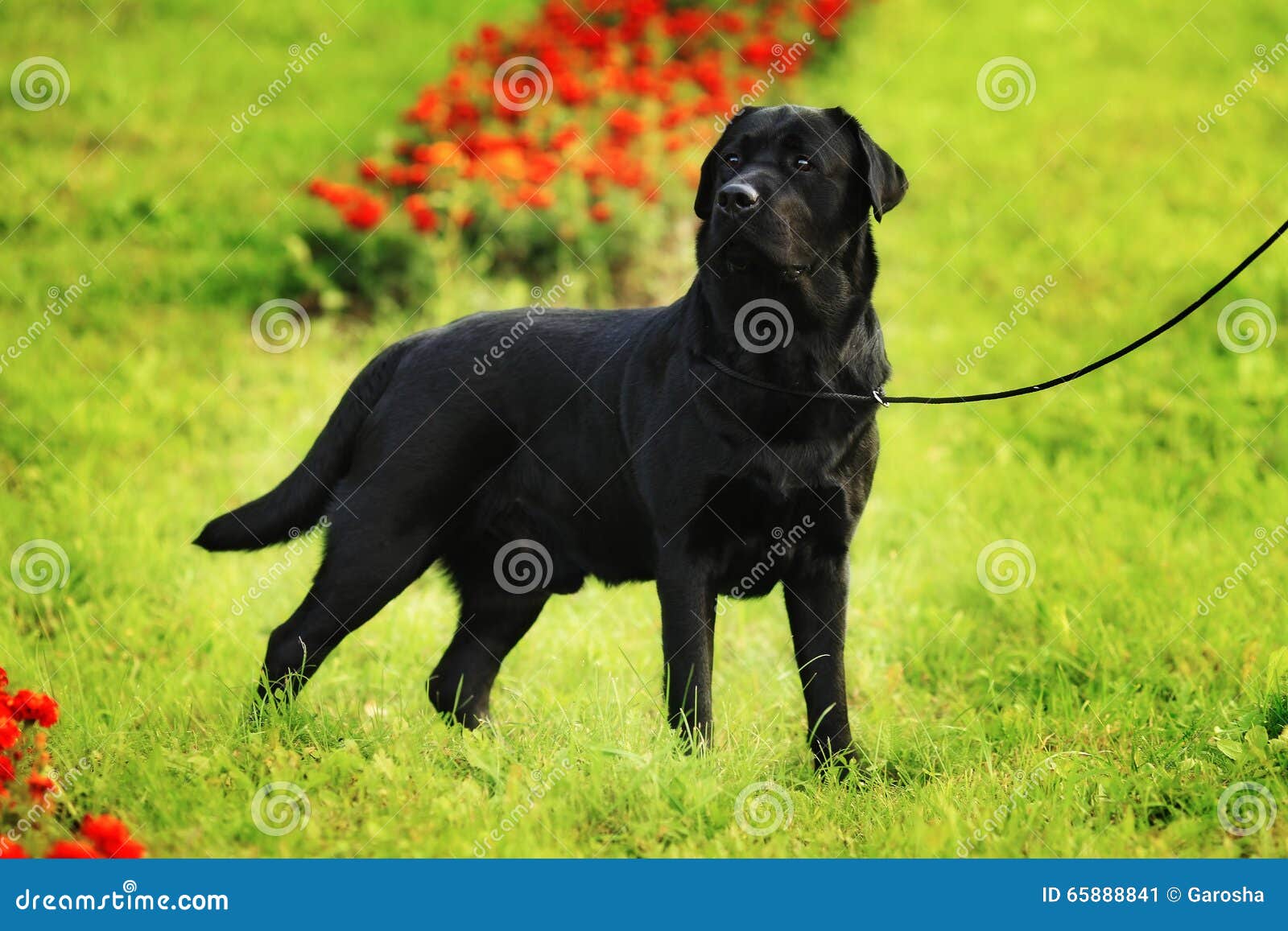 Labrador side view stock image. Image of hound, haired - 65888841