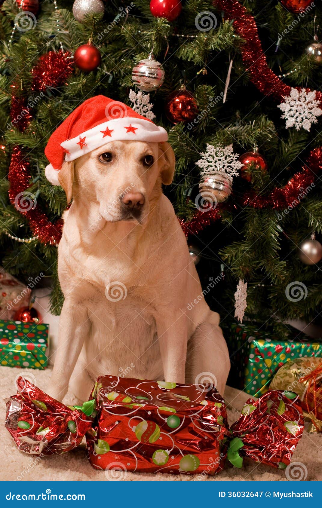 Labrador stock image. Image of funny, garlands, year - 36032647